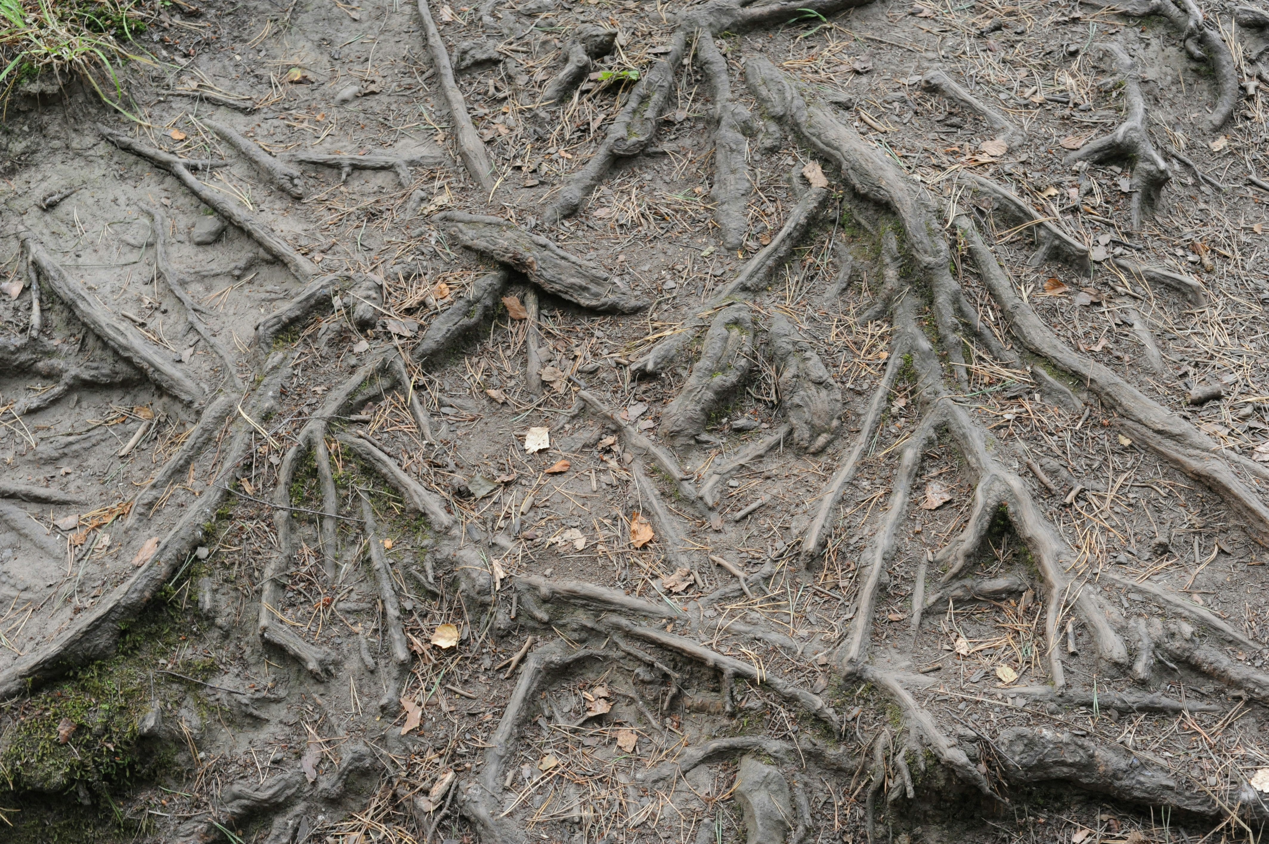 Root Network in Forest Floor: Tangles, Texture, and Silence