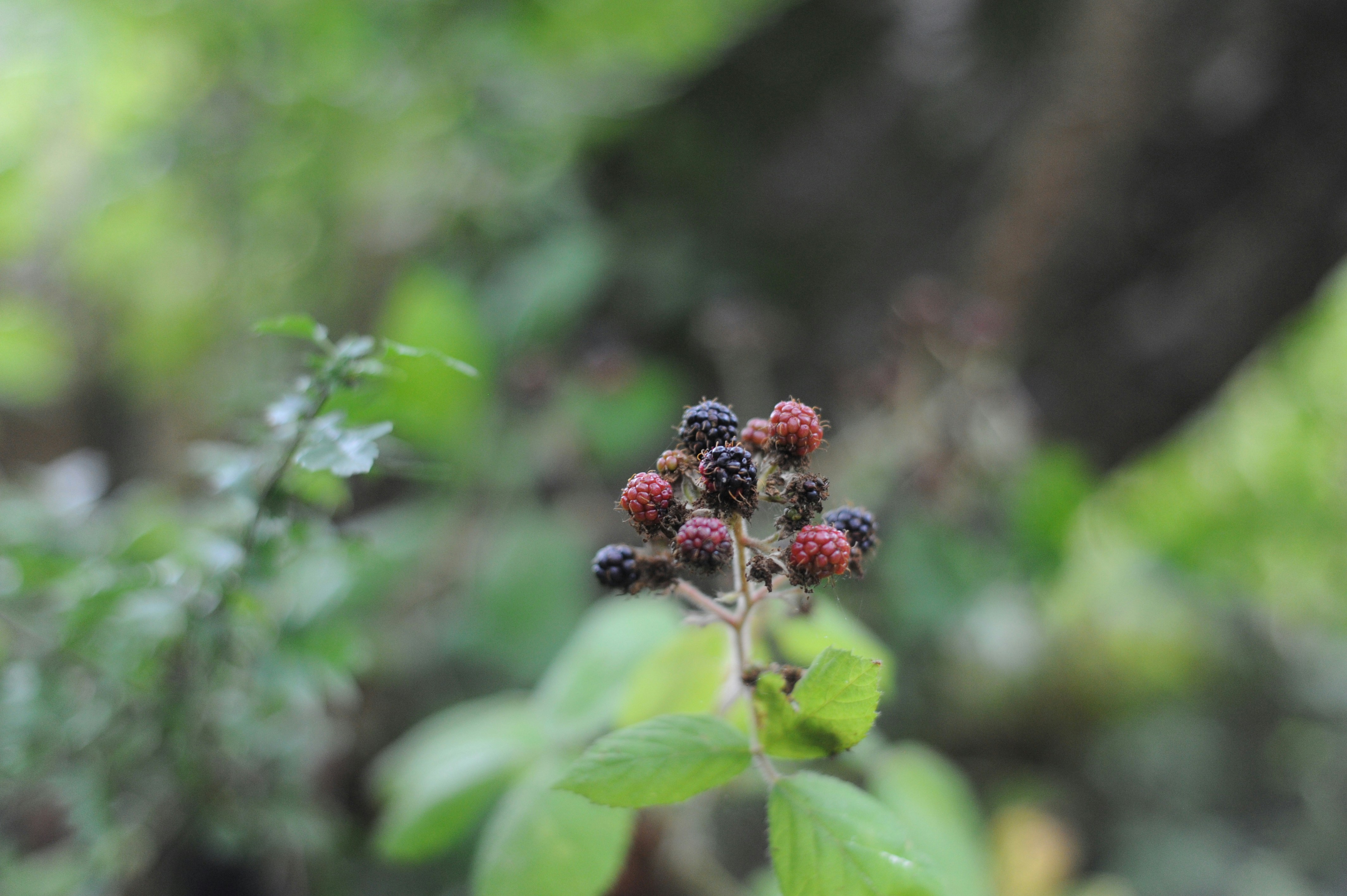 Berry Cluster in Quiet Garden—Soft Focus, Fresh Greens
