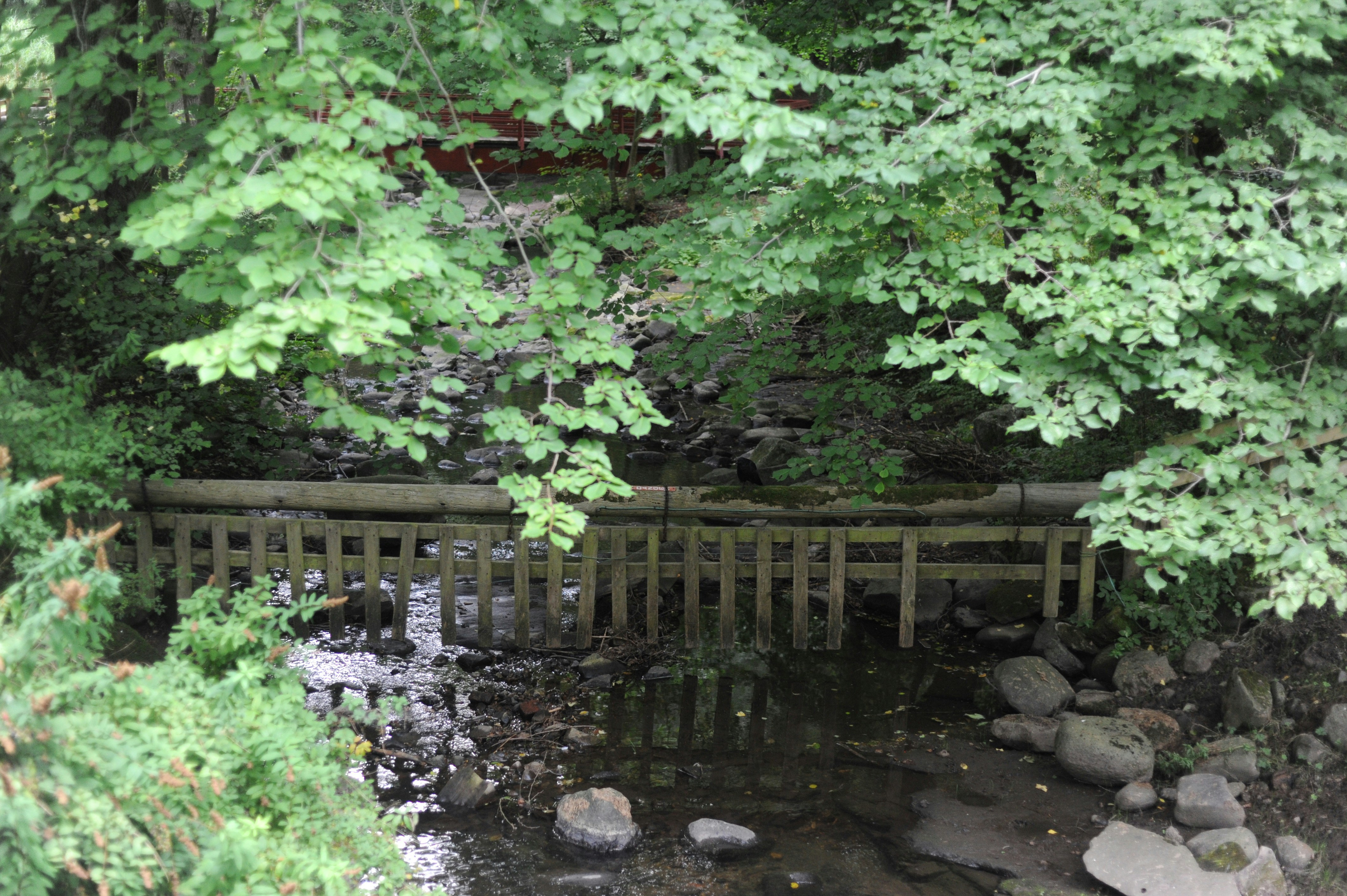 Quiet Stream Crossing Under Leafy Canopy