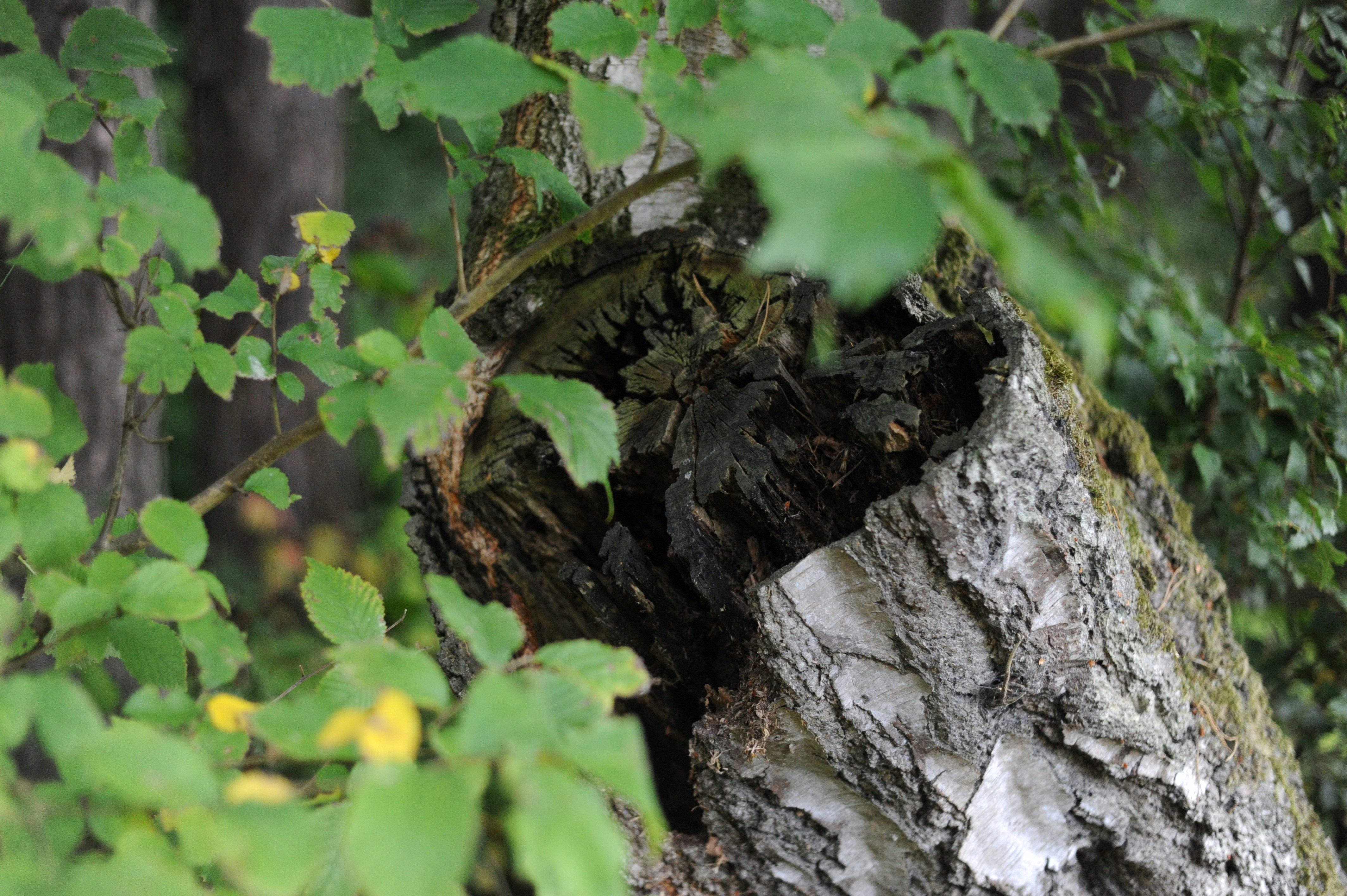 A Hollow Tree Embraced by Greenery