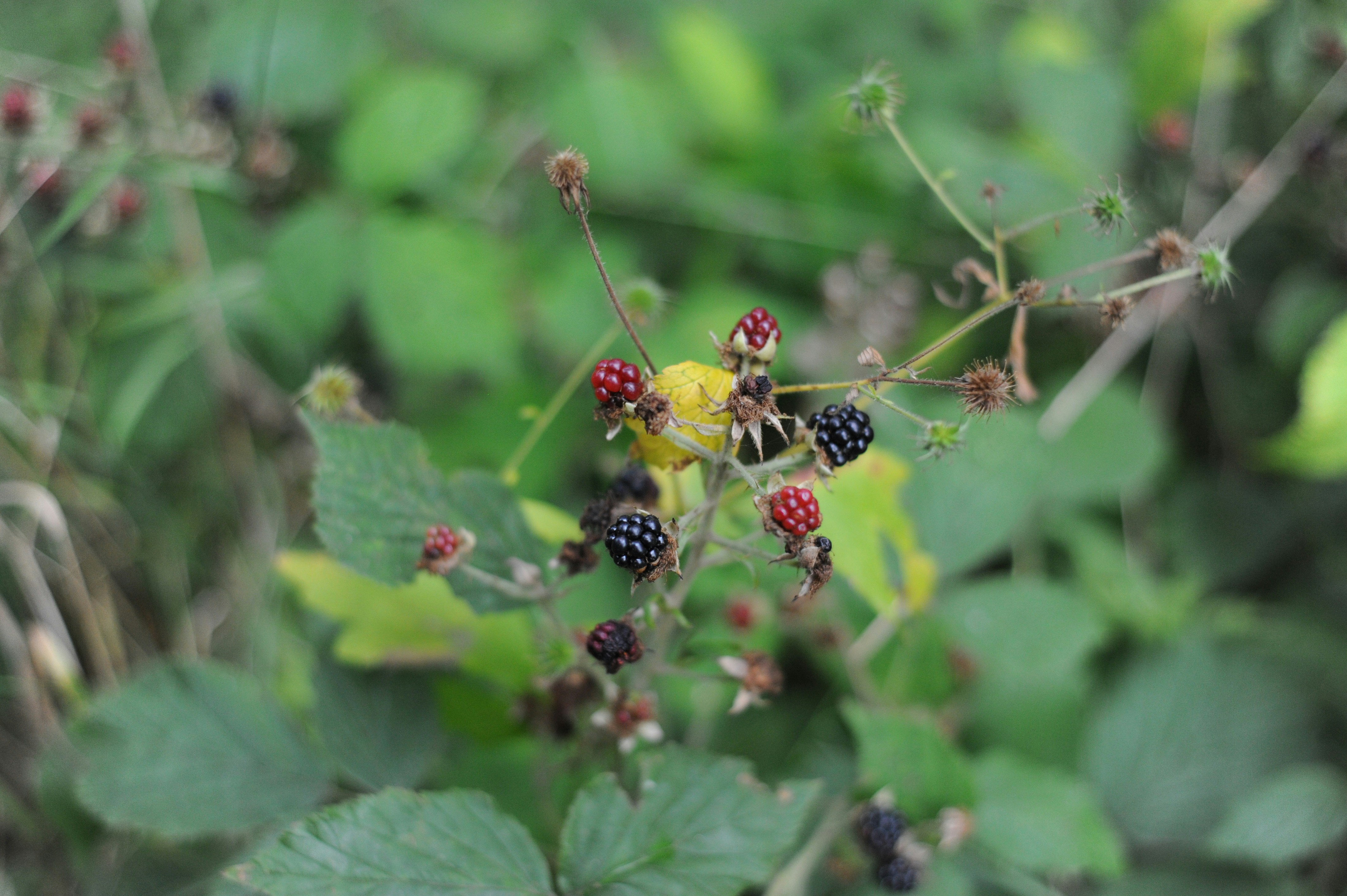 Berry-strewn Thicket: A Quiet Moment of Wild Color