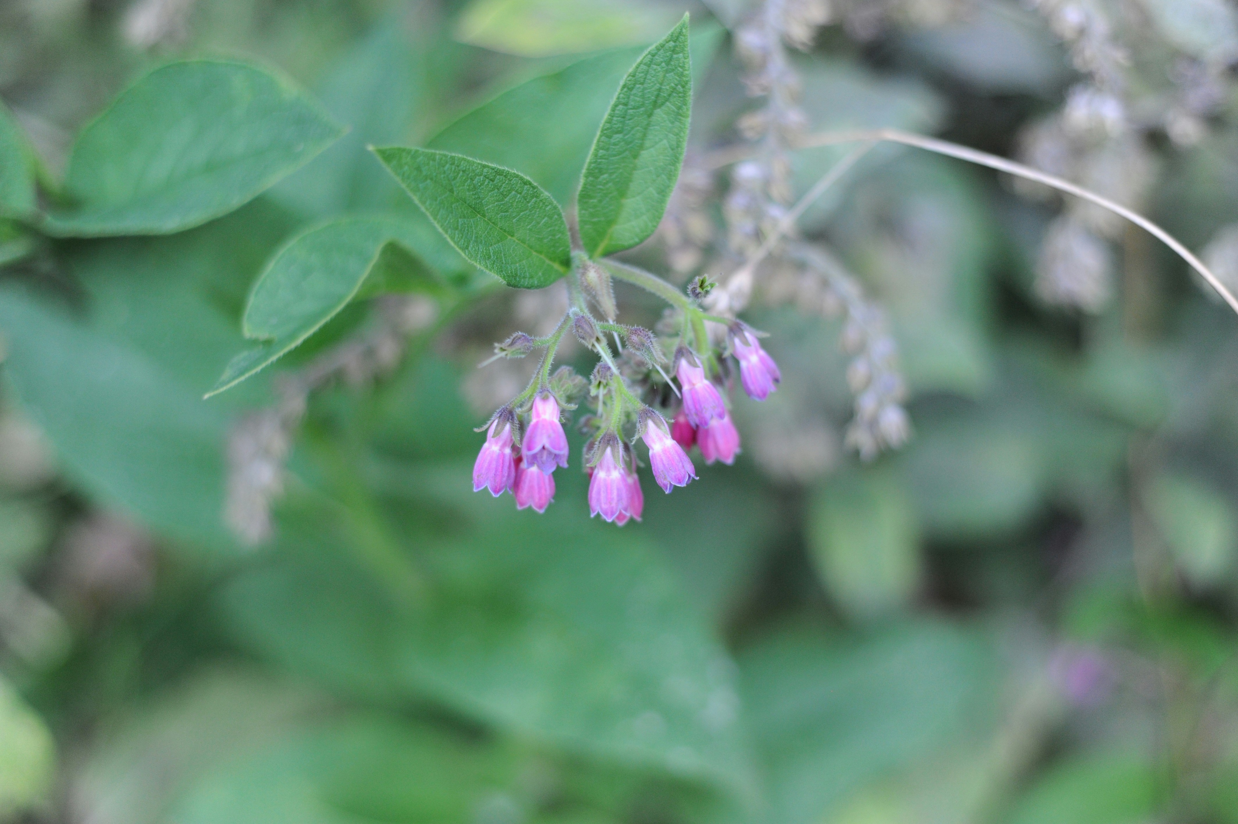 Soft Pink Bells in Quiet Green
