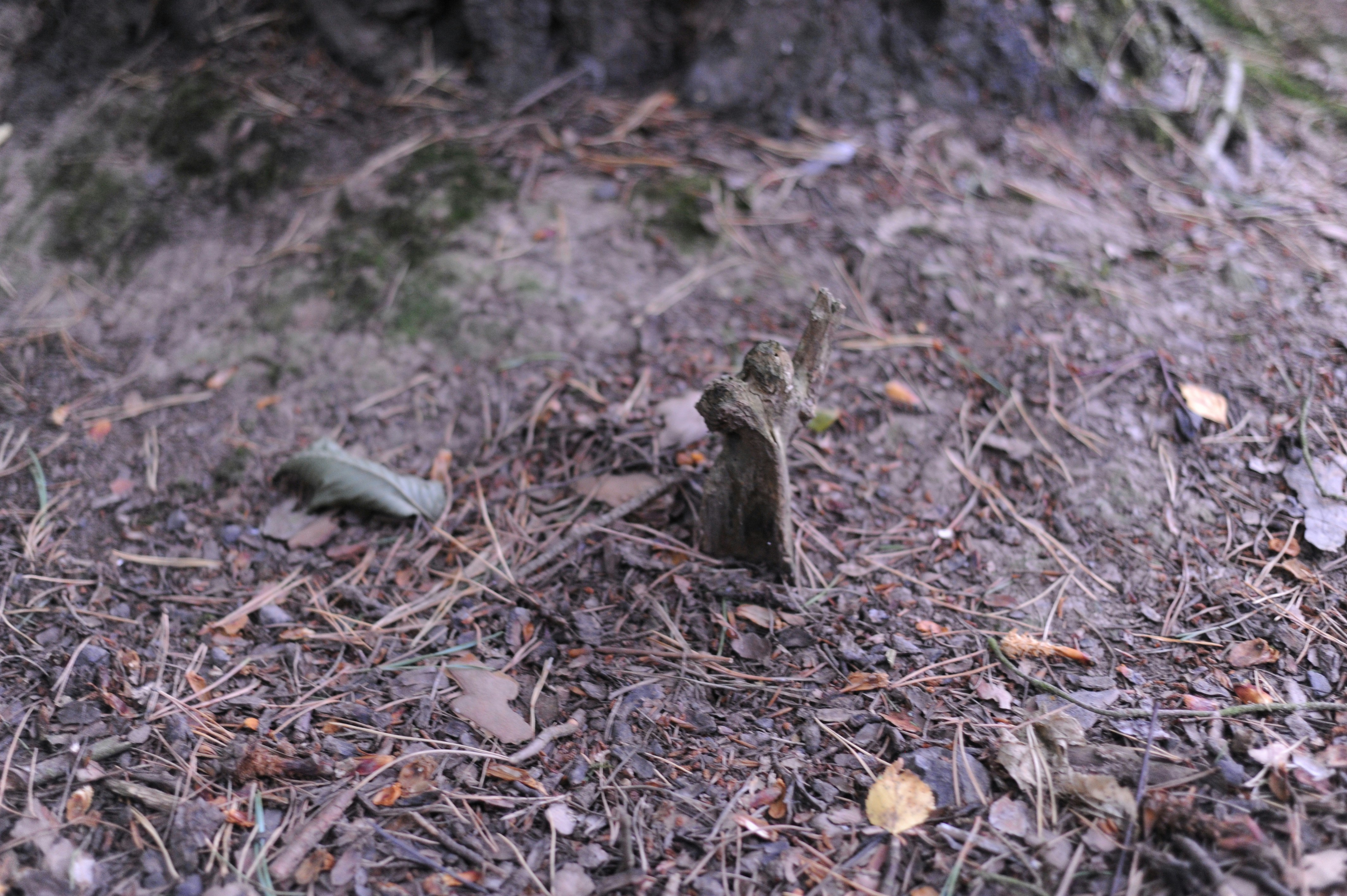Forest Floor Sentinel: A Weathered Twig Stands Among Pine Litter