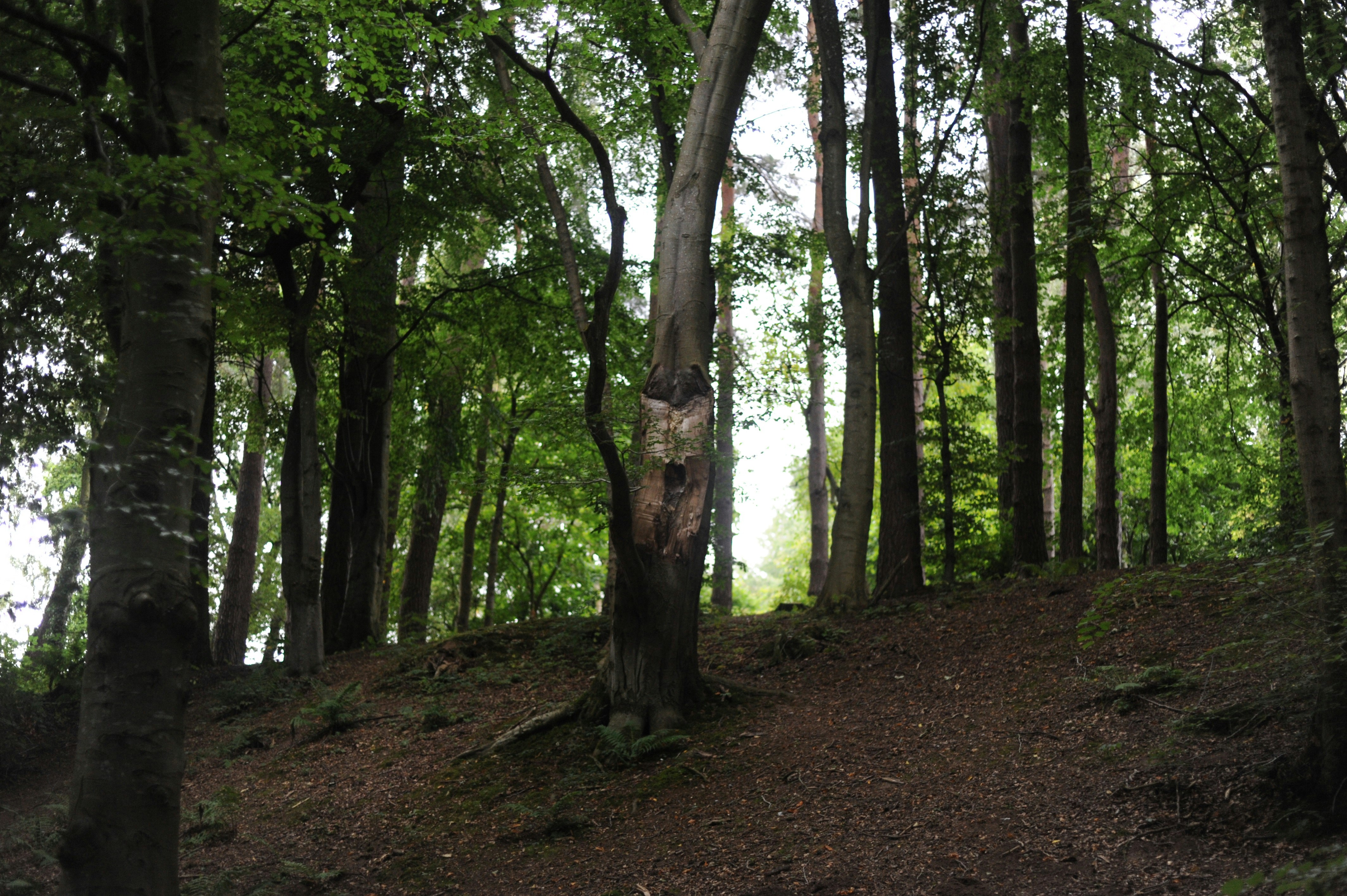 Midday Forest Gateway: The Lone Trunk at the Gentle Rise
