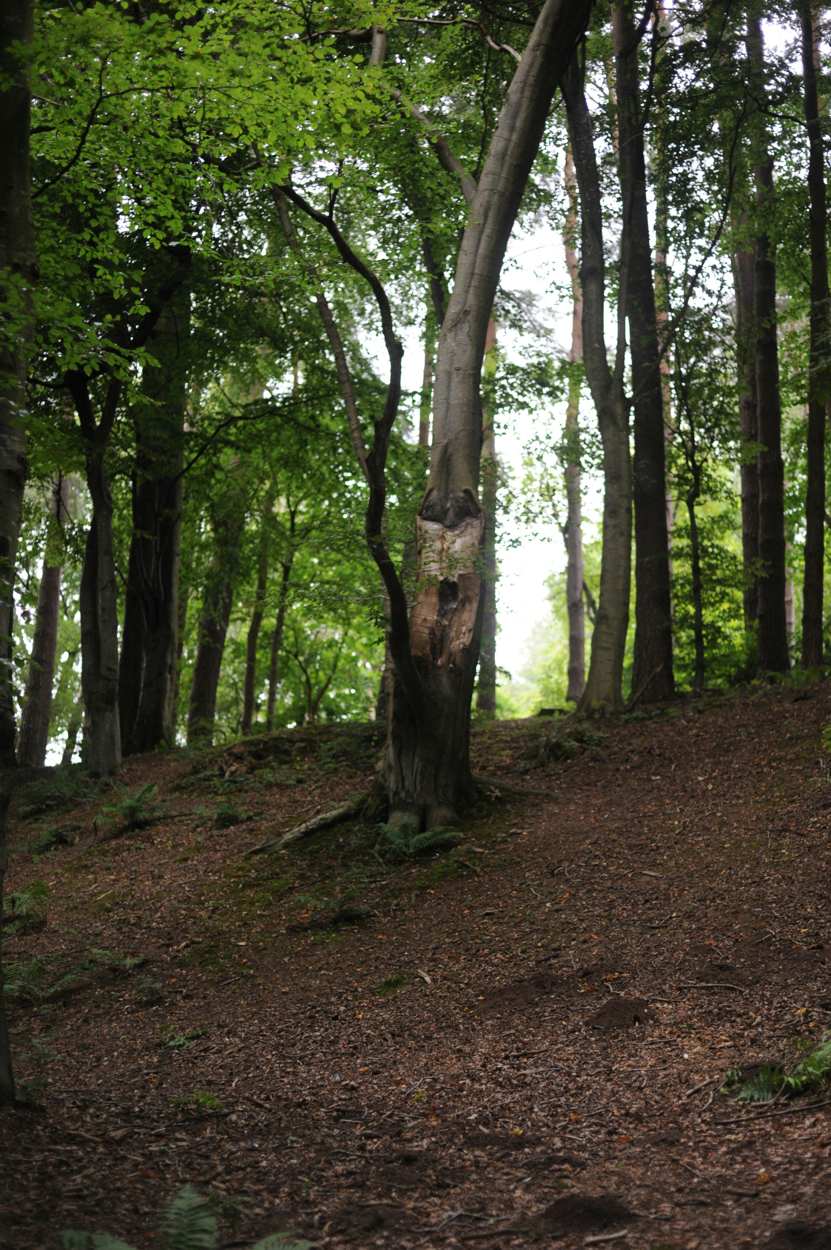 Forest Staircase: A Sunlit Path Winding Through Ancient Trees