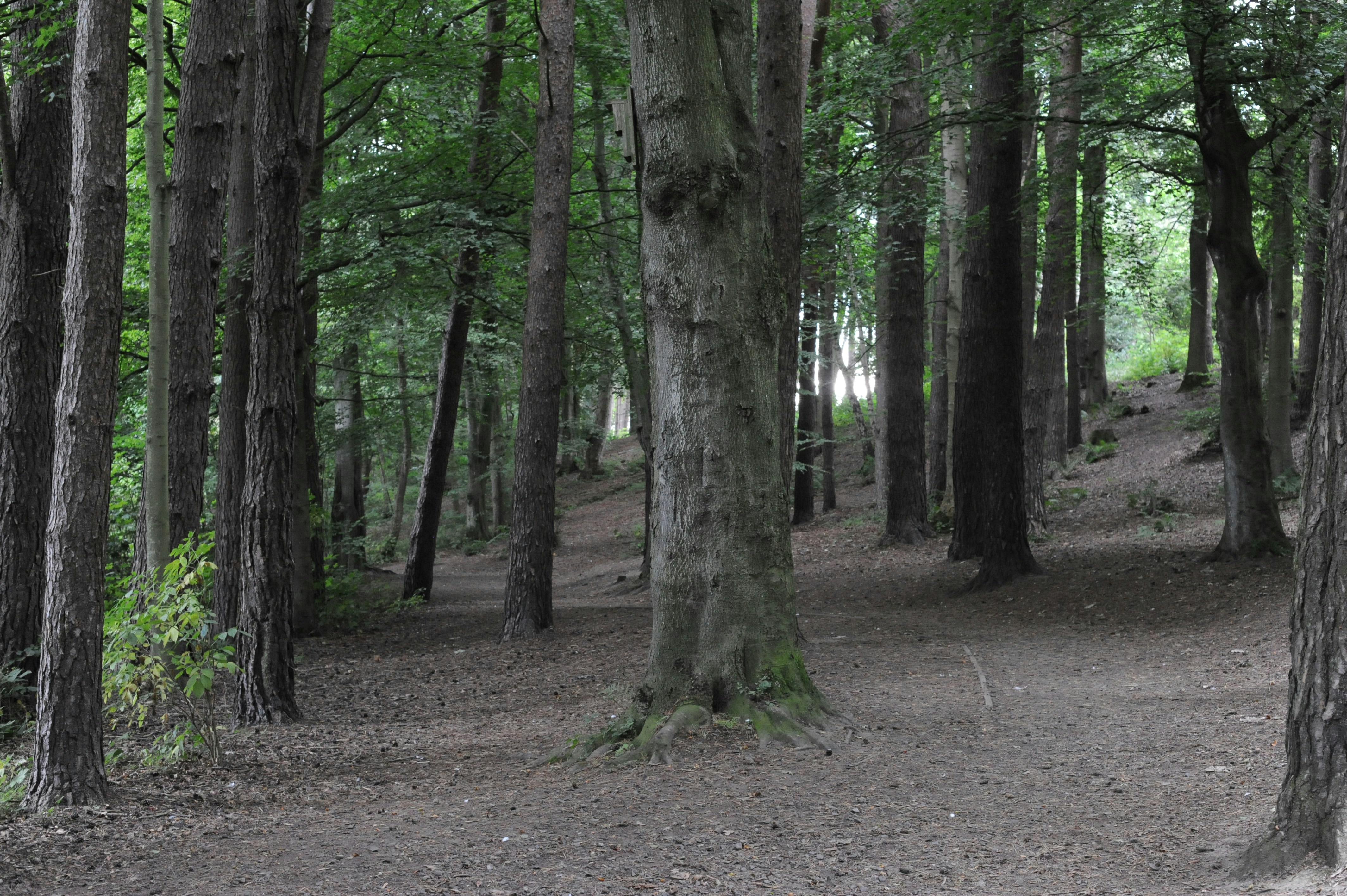 Quiet forest corridor: light at the path’s edge