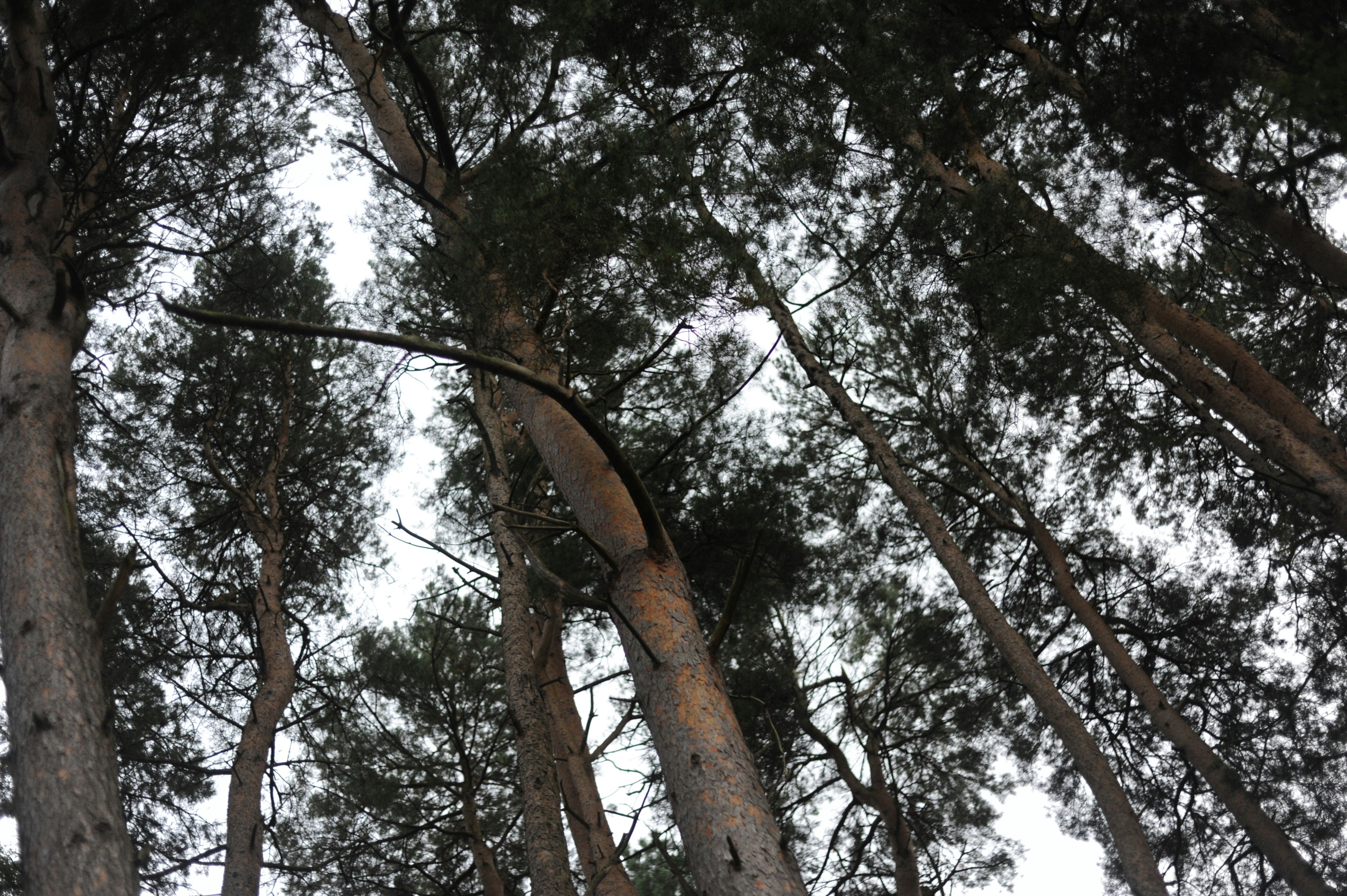 Upward Maze: Nighttime Canopy Between Trunks