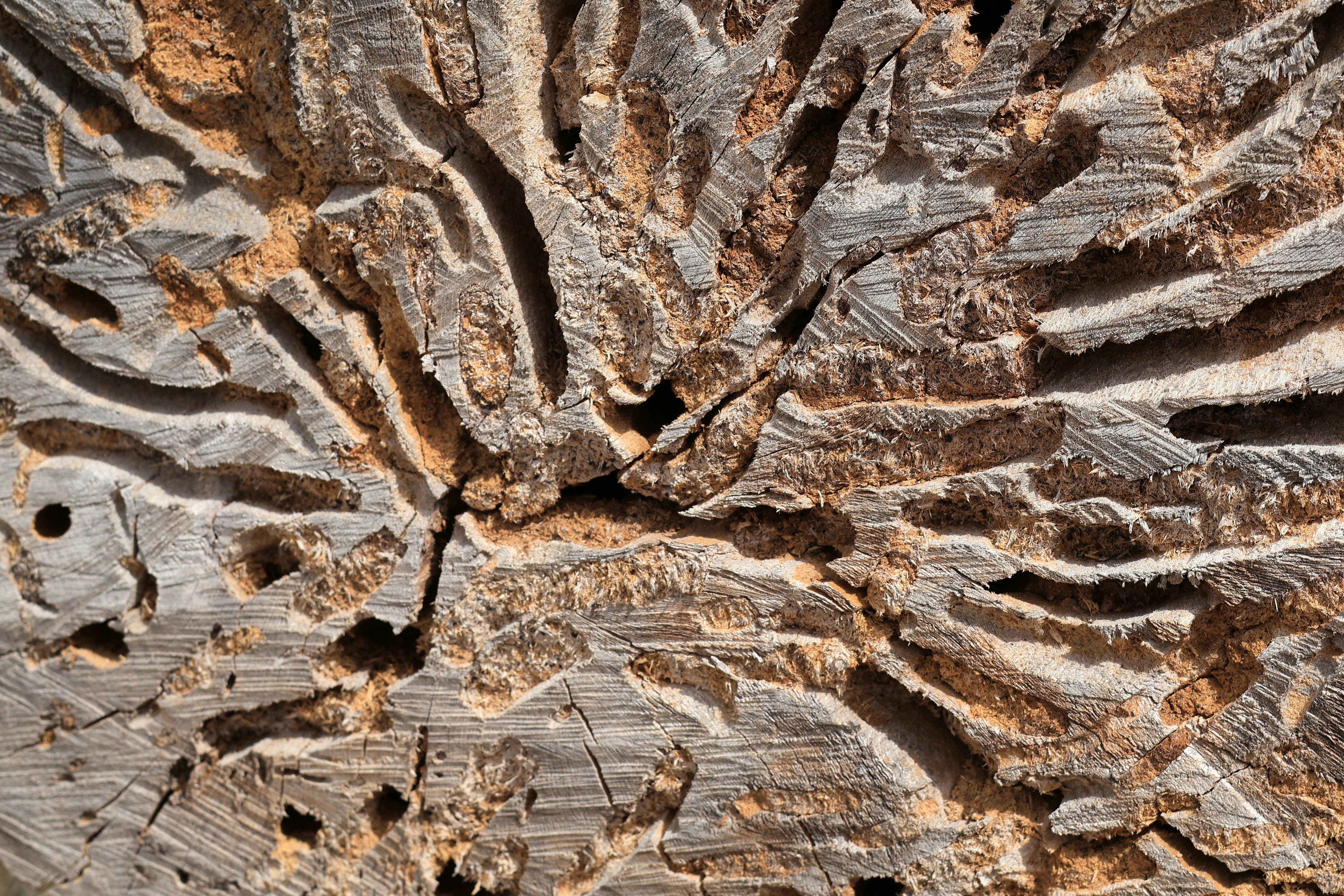 Cross-Section of Time: Weathered Tree Ring Texture in Close-Up