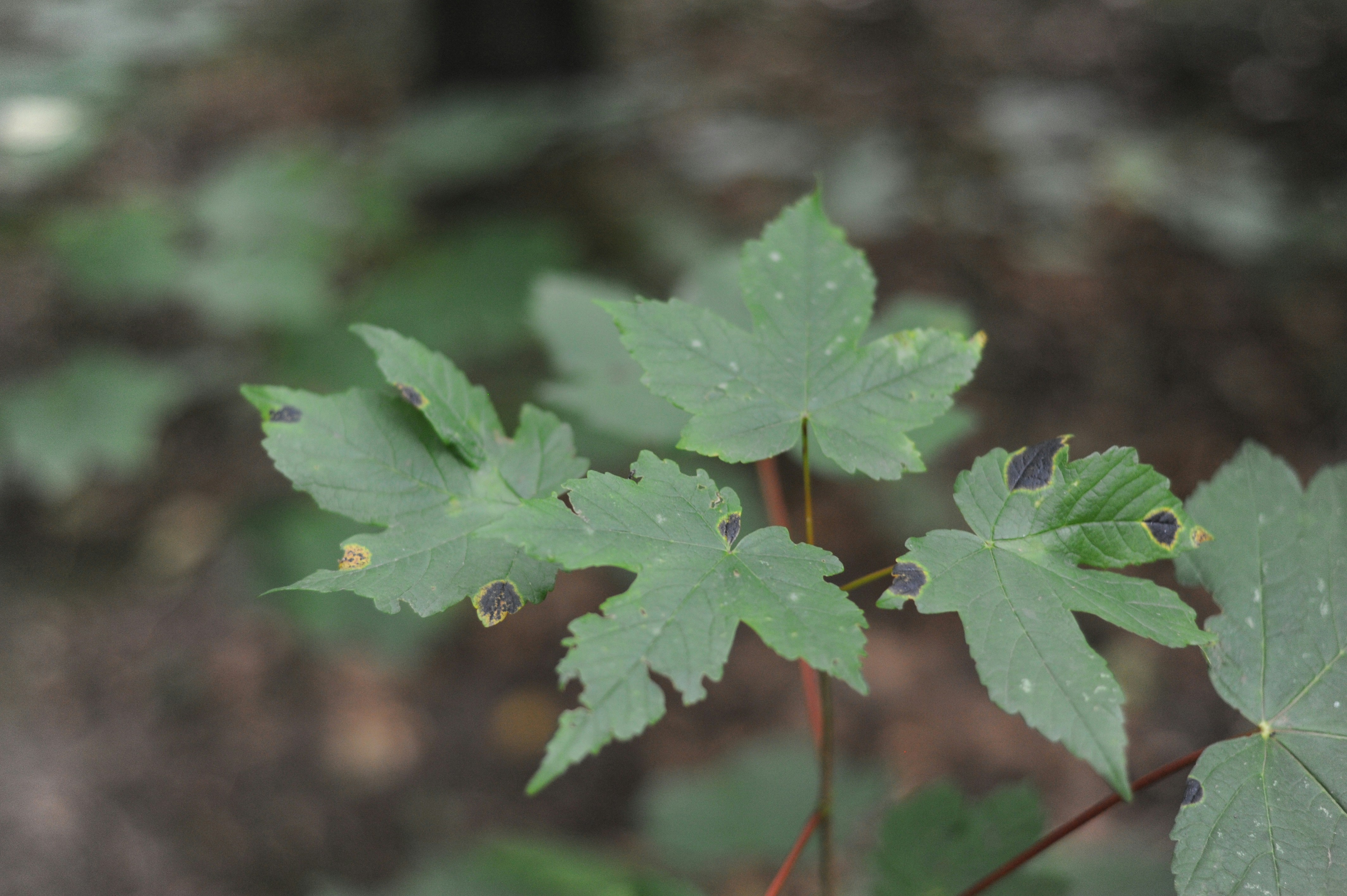 Tender maple-leaf shoot in a quiet garden
