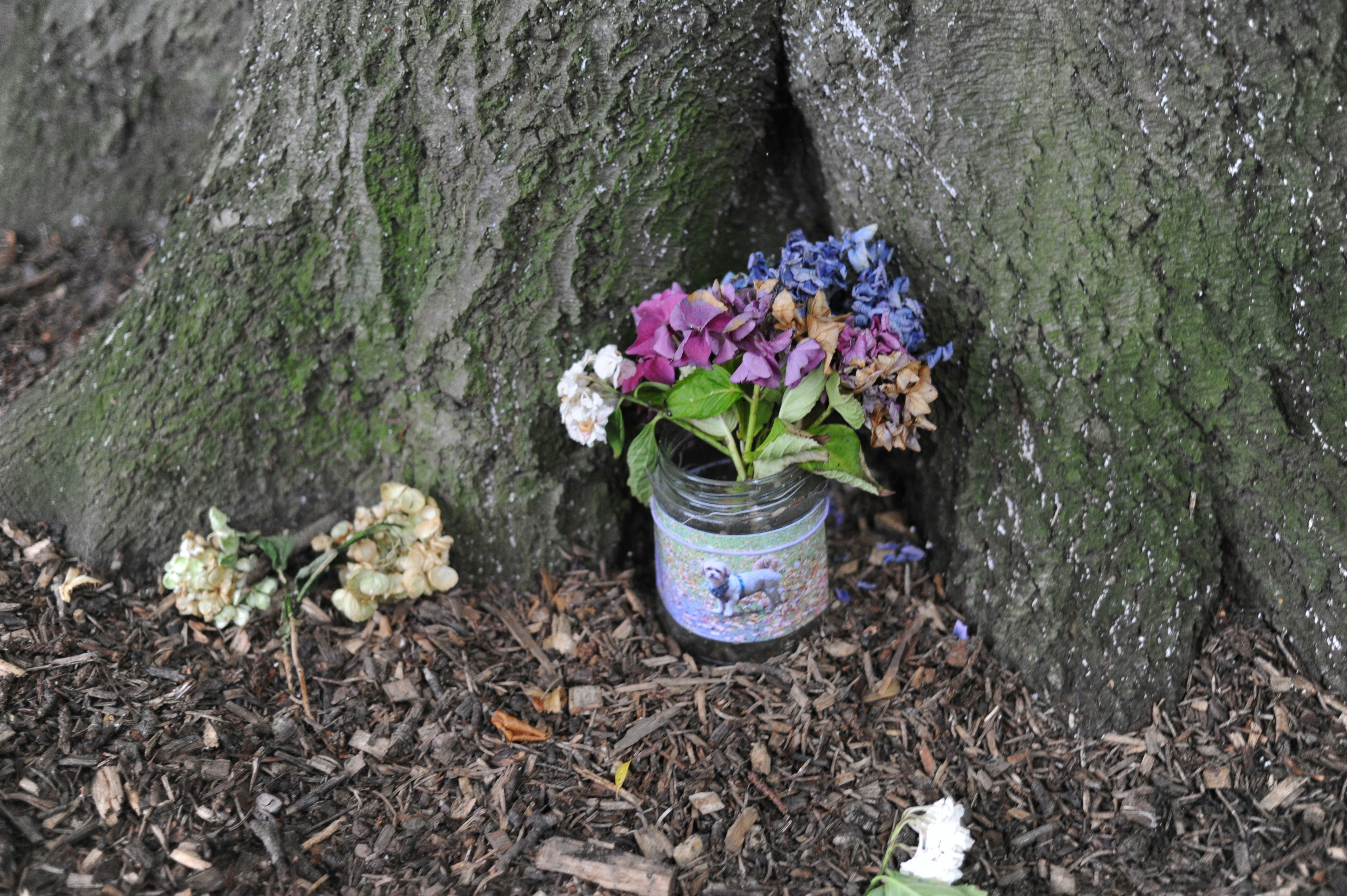 Blue Hydrangea Jar at the Base of an Ancient Tree
