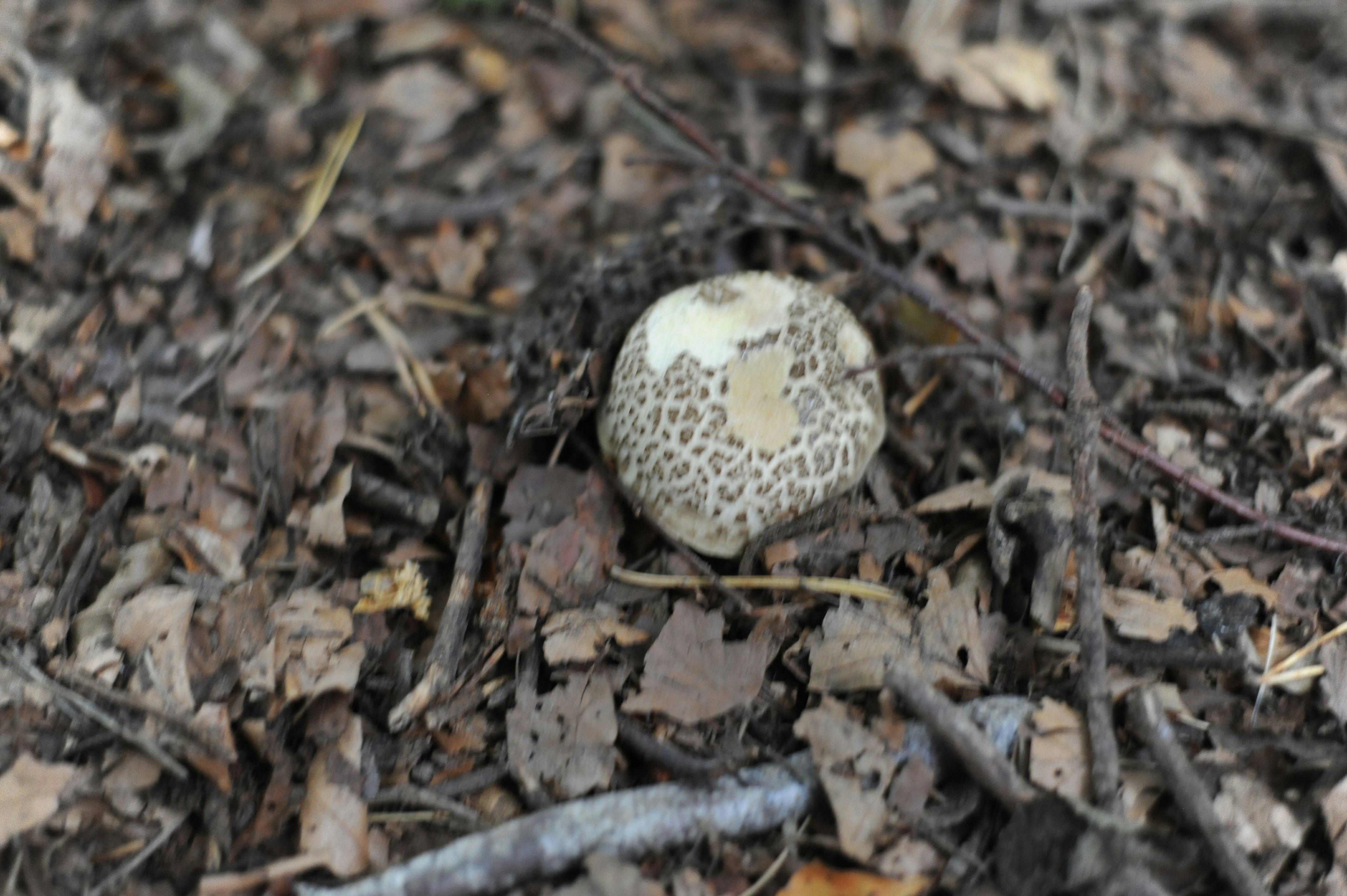 Spotlit toadstool in a littered forest floor