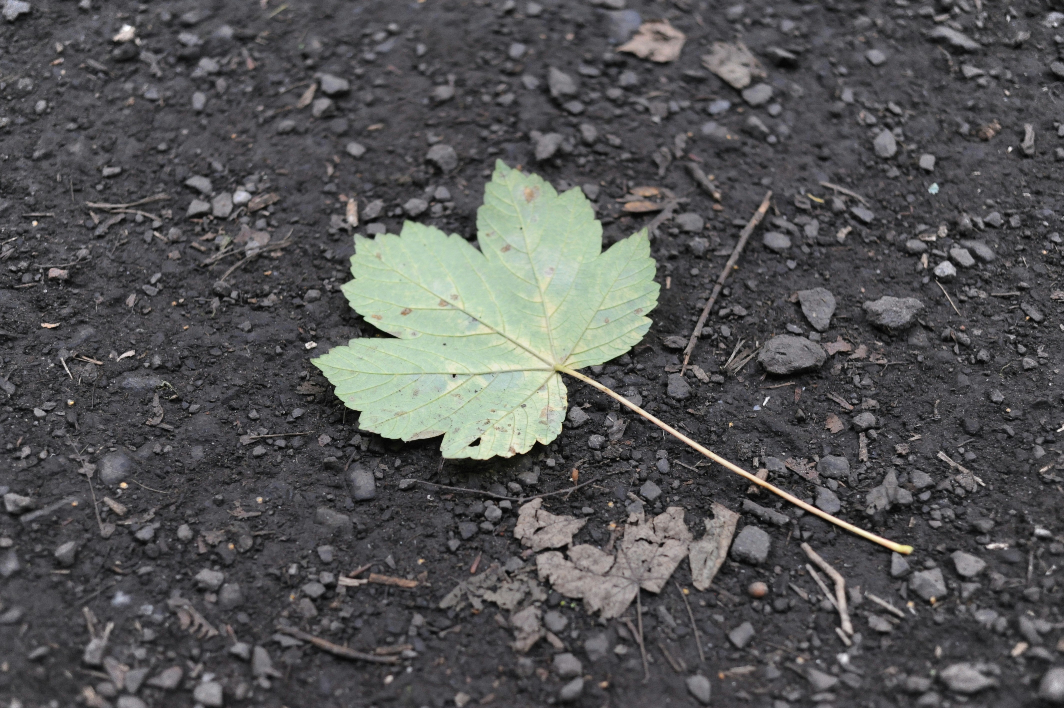 Leaf on dark soil: a solitary green amid gravel