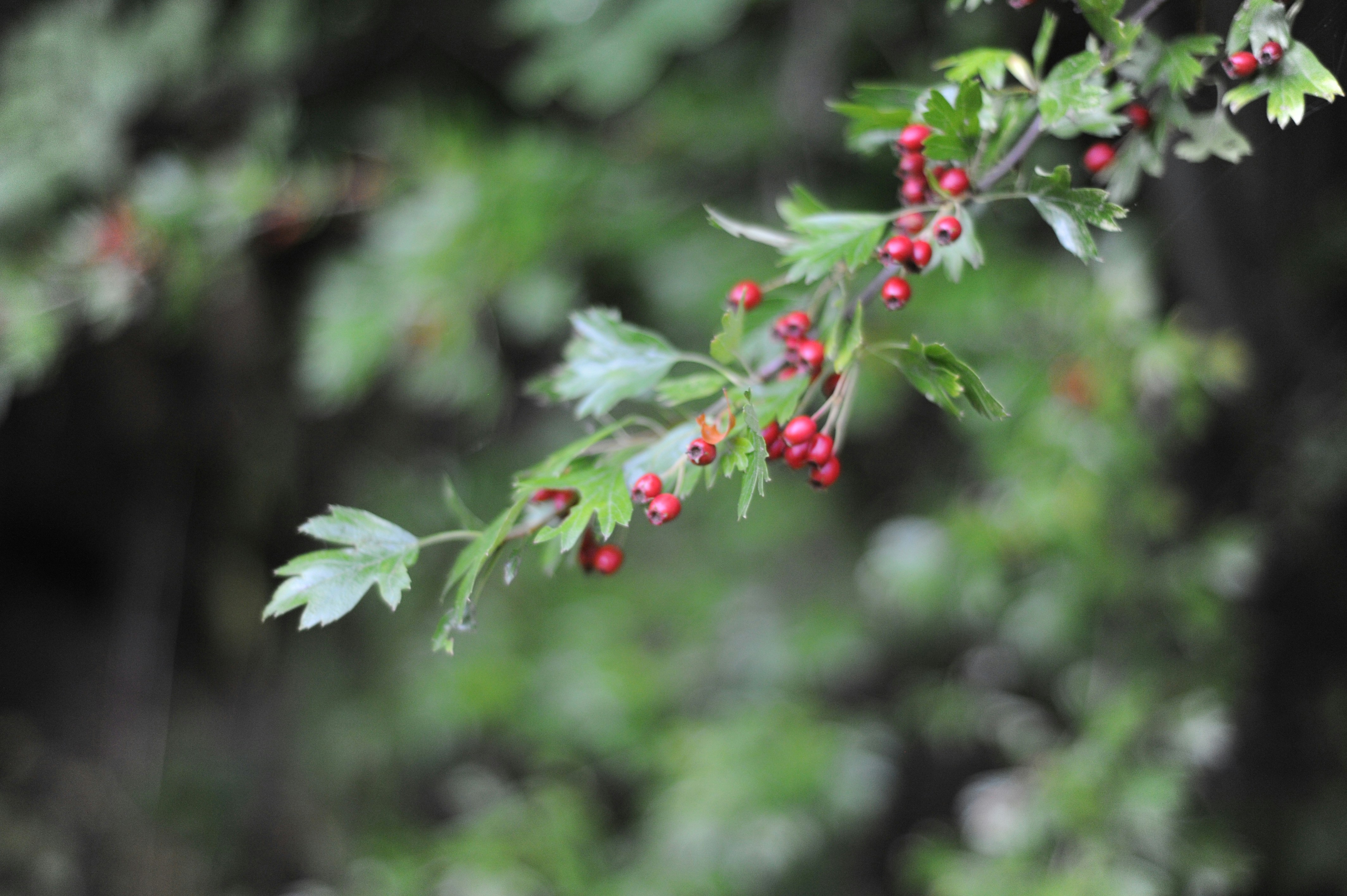 Red berry branch in soft focus under dappled light