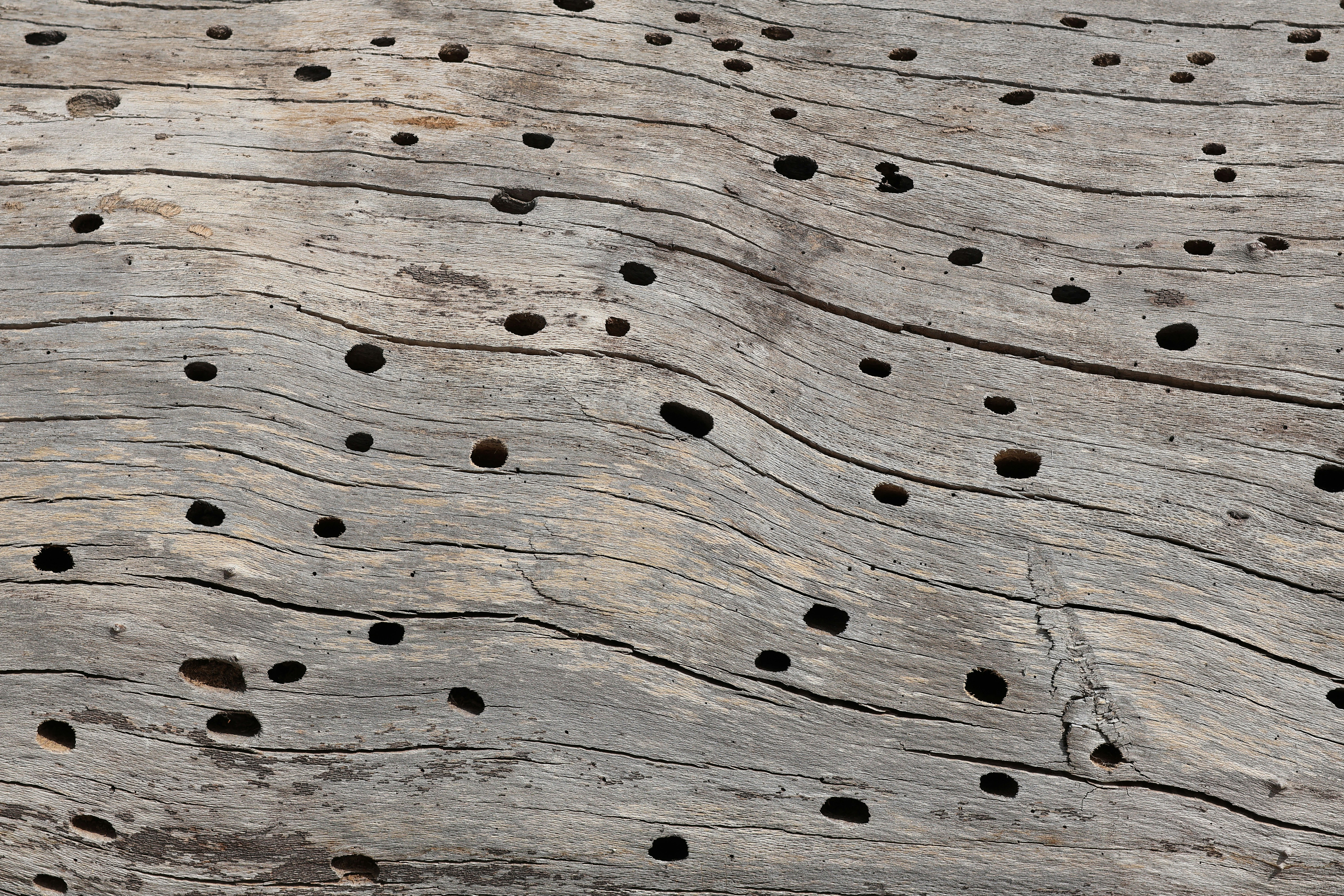 Worn Wood: Patterns of Time in Weathered Planks