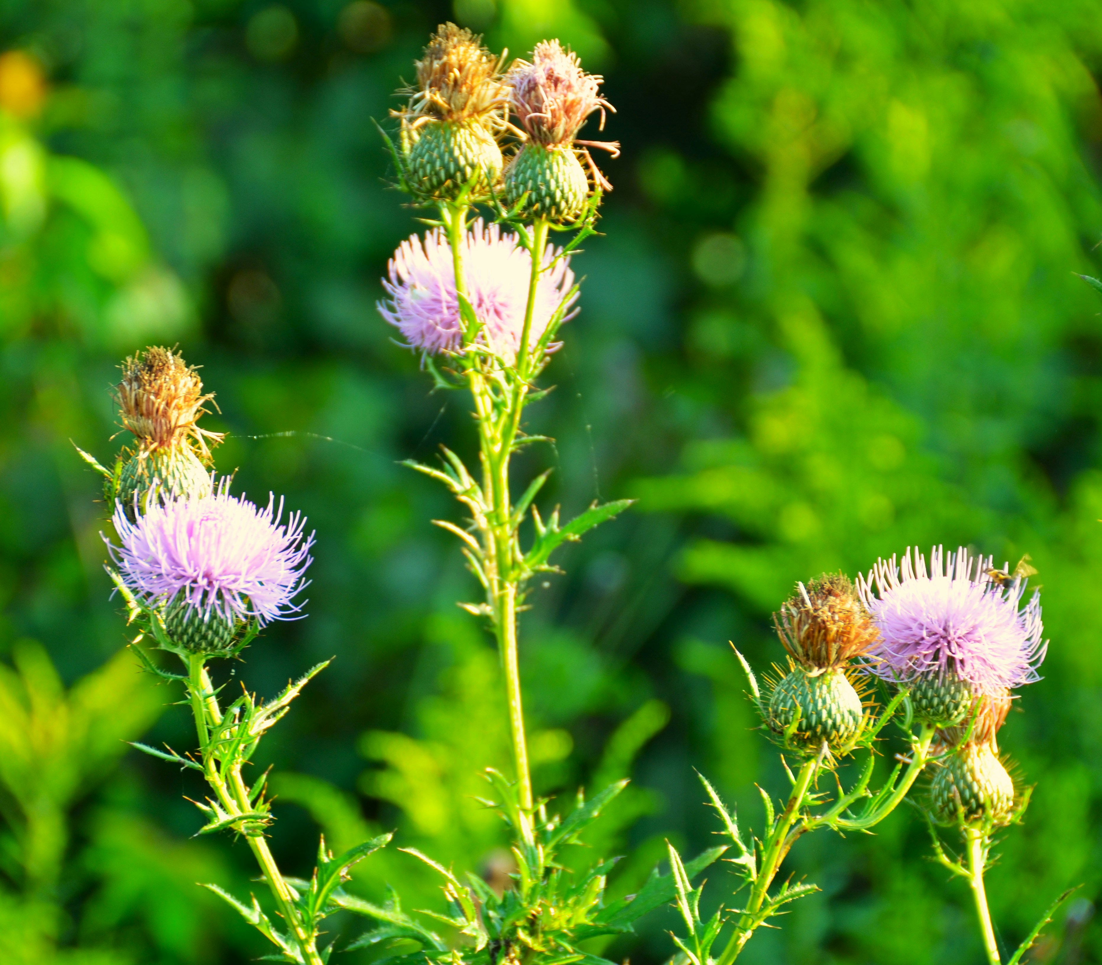 Pink thistle bloom catching morning light amid a sea of green