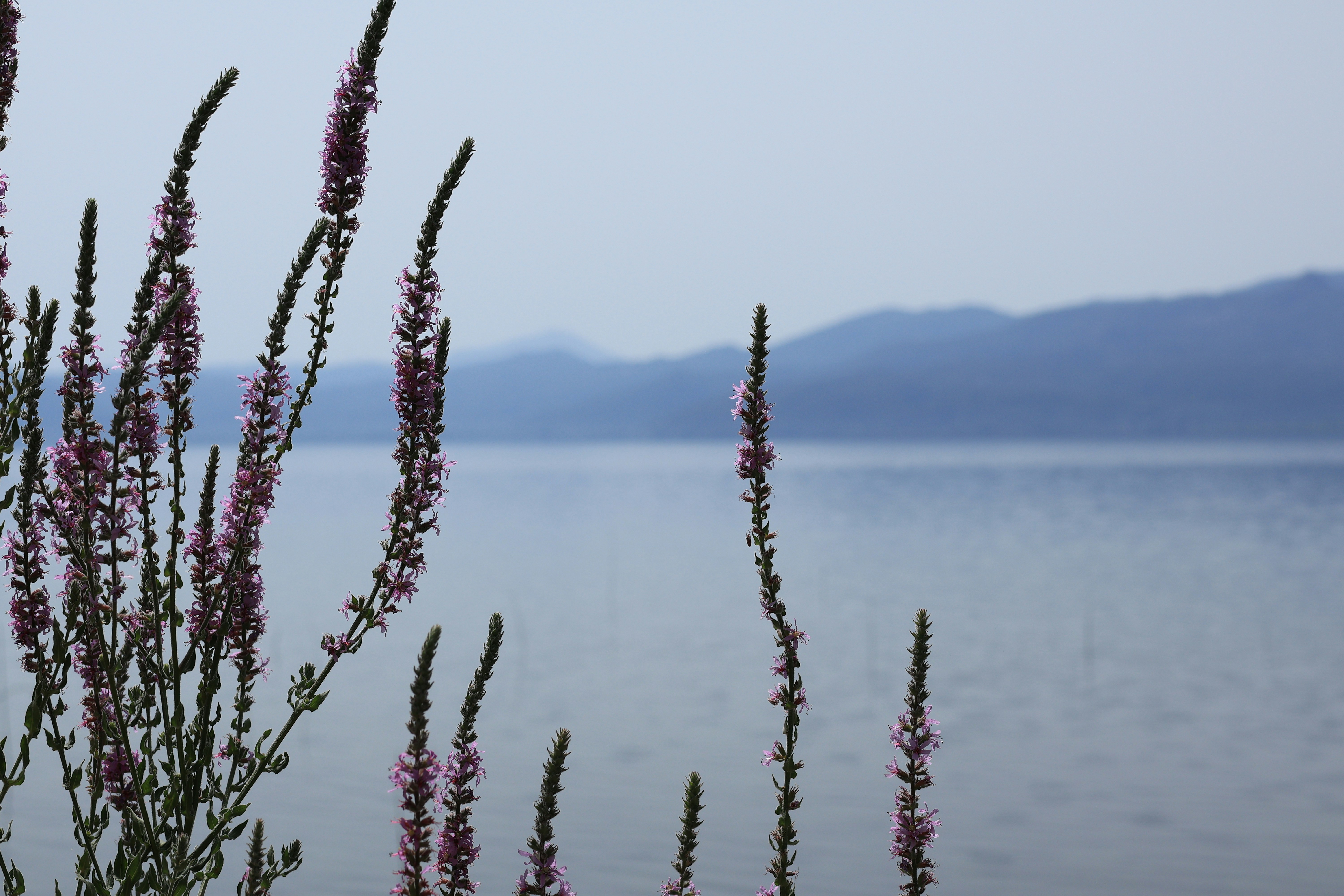 Purple flowering stalks frame calm lake waters with distant hills in soft focus. A tranquil outdoor scene emphasizing foreground flora and expansive horizon.