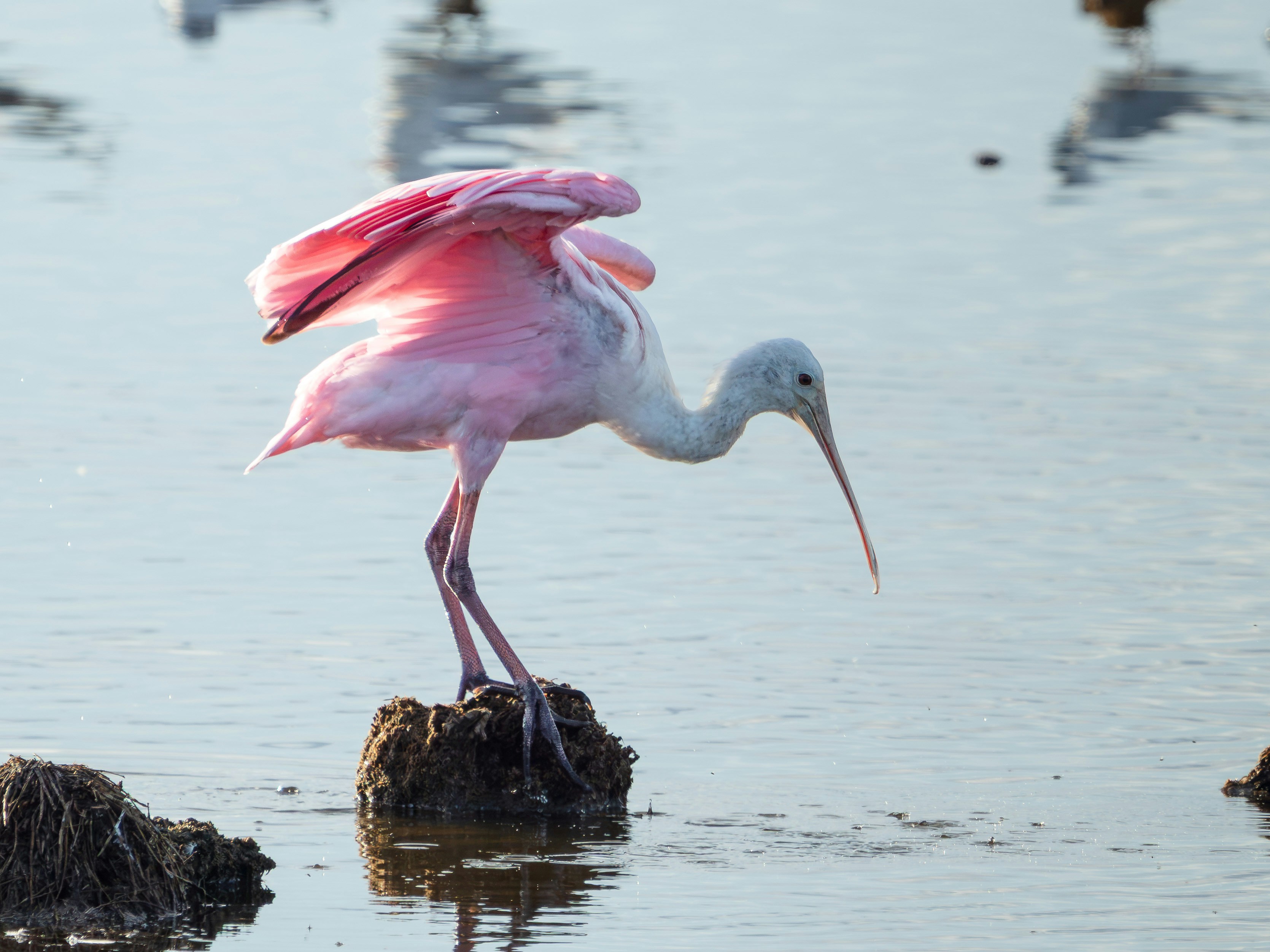 Pink Flamingo Perched: A Quiet Moment in Tidal Light