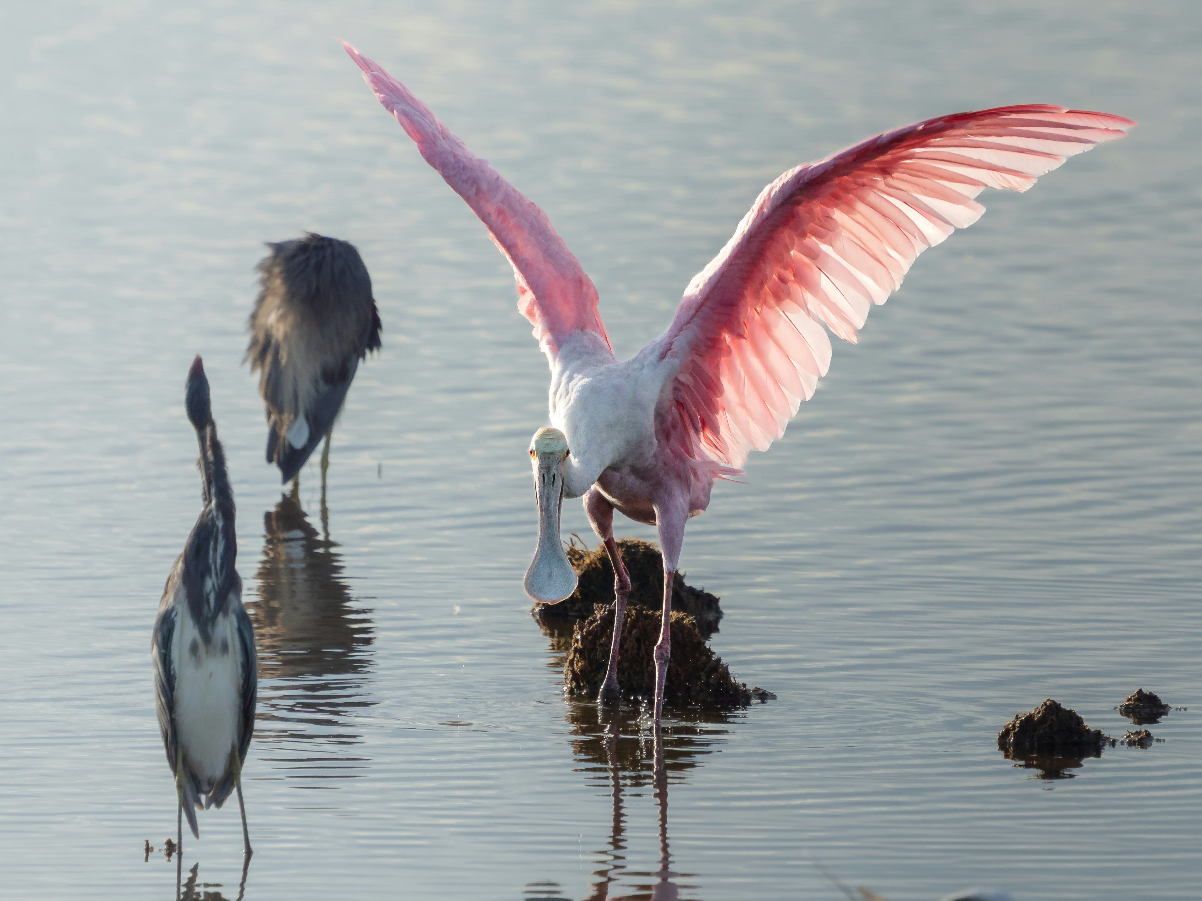 Pink ibis on the shore: wings of daylight over calm water