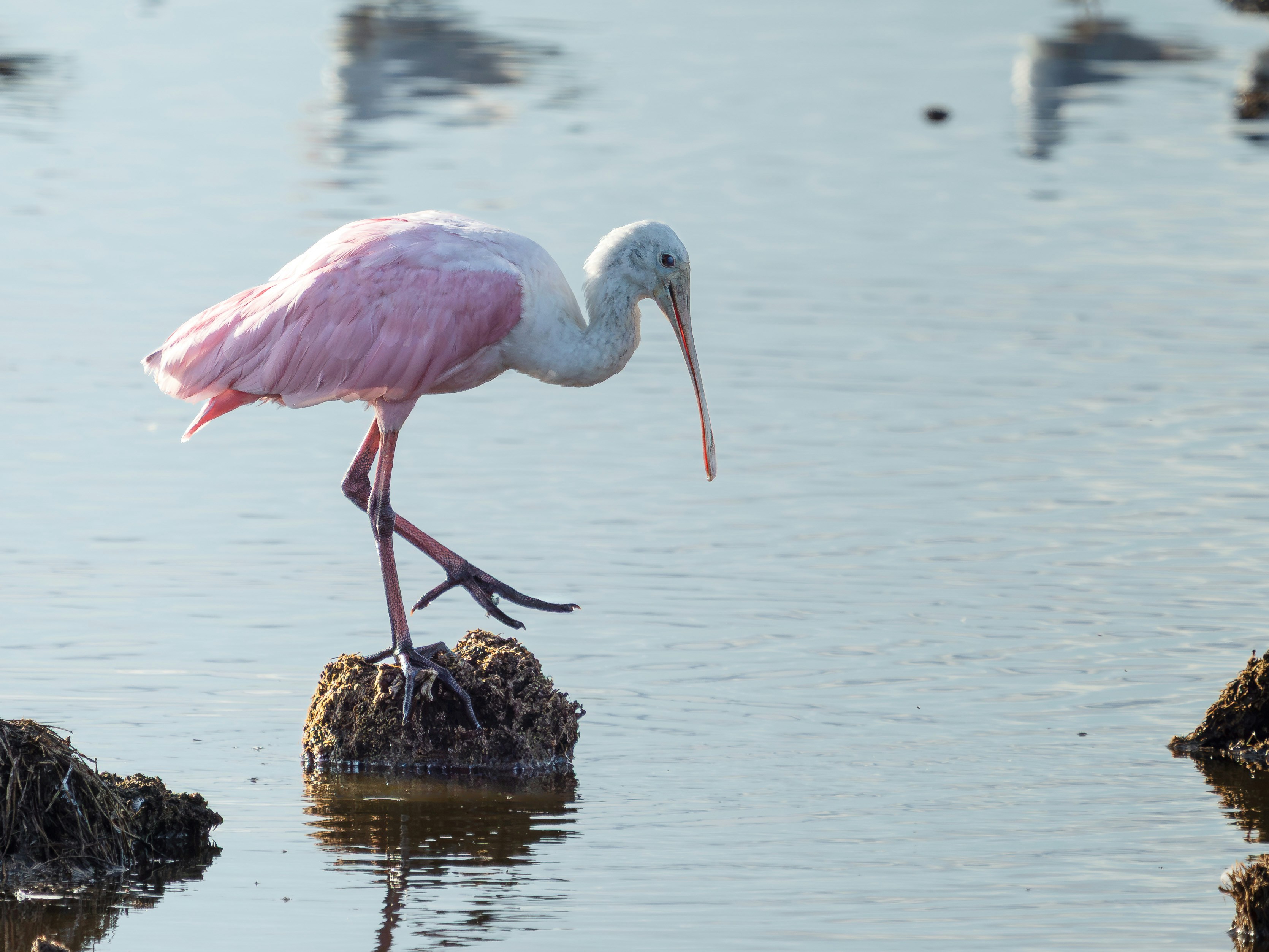 Pink Heron on a Rock: A Quiet Moment in Still Water