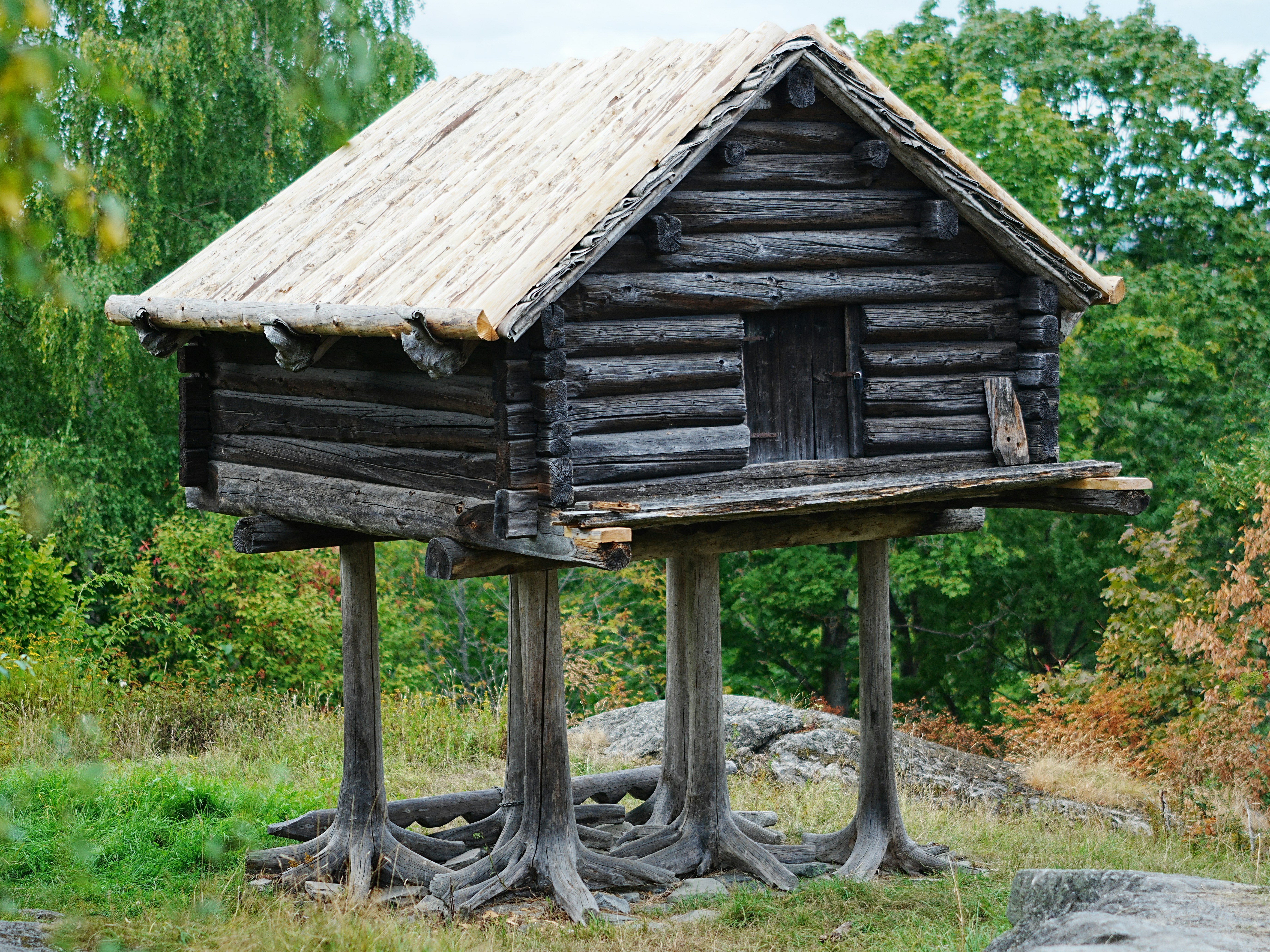 Weathered Cabin on Tree-Pillared Stilts Amid Spring Greens