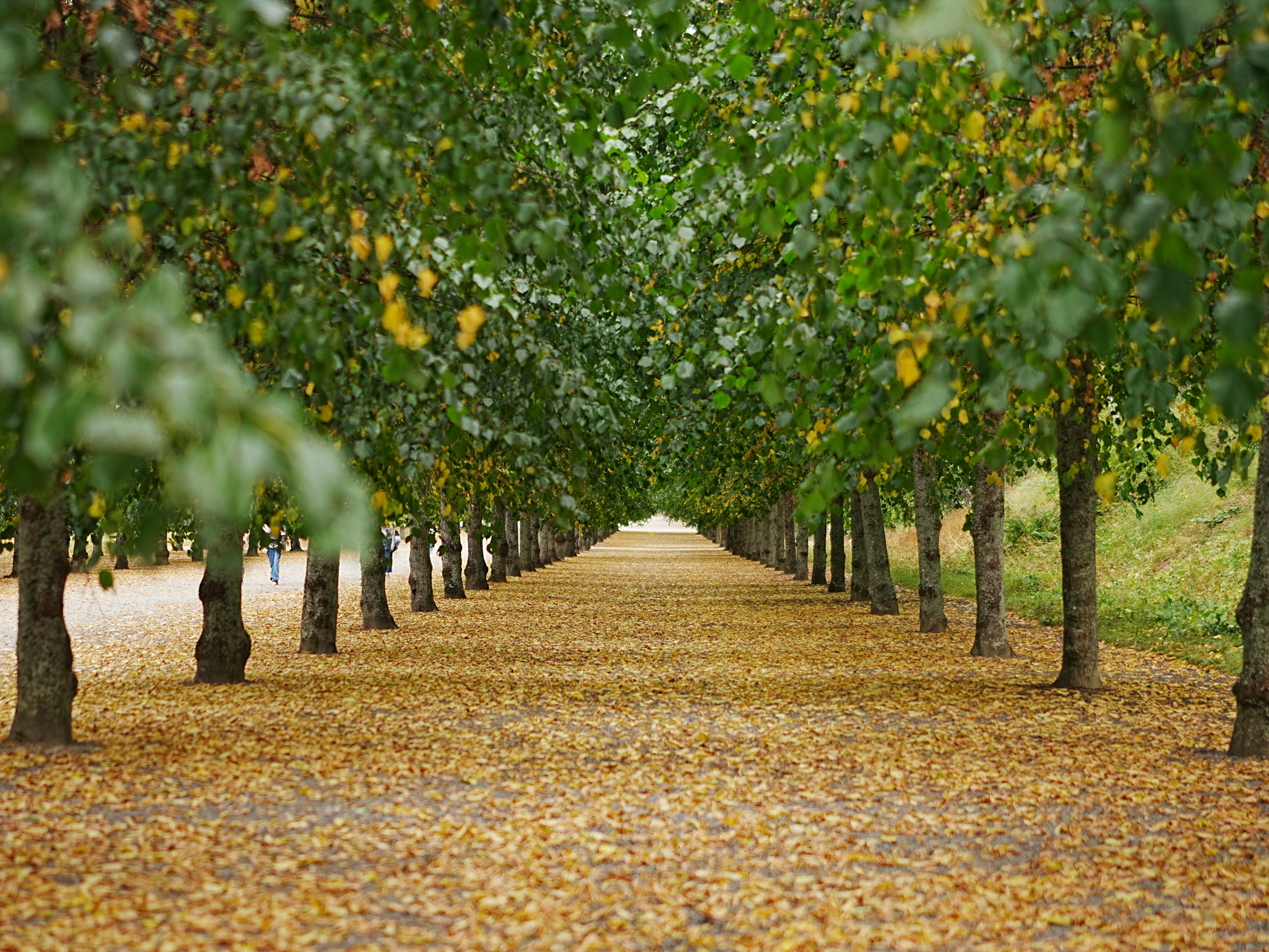 A Row of Autumn Cedars: A Pathway Tucked Under a Canopy of Falling Leaves