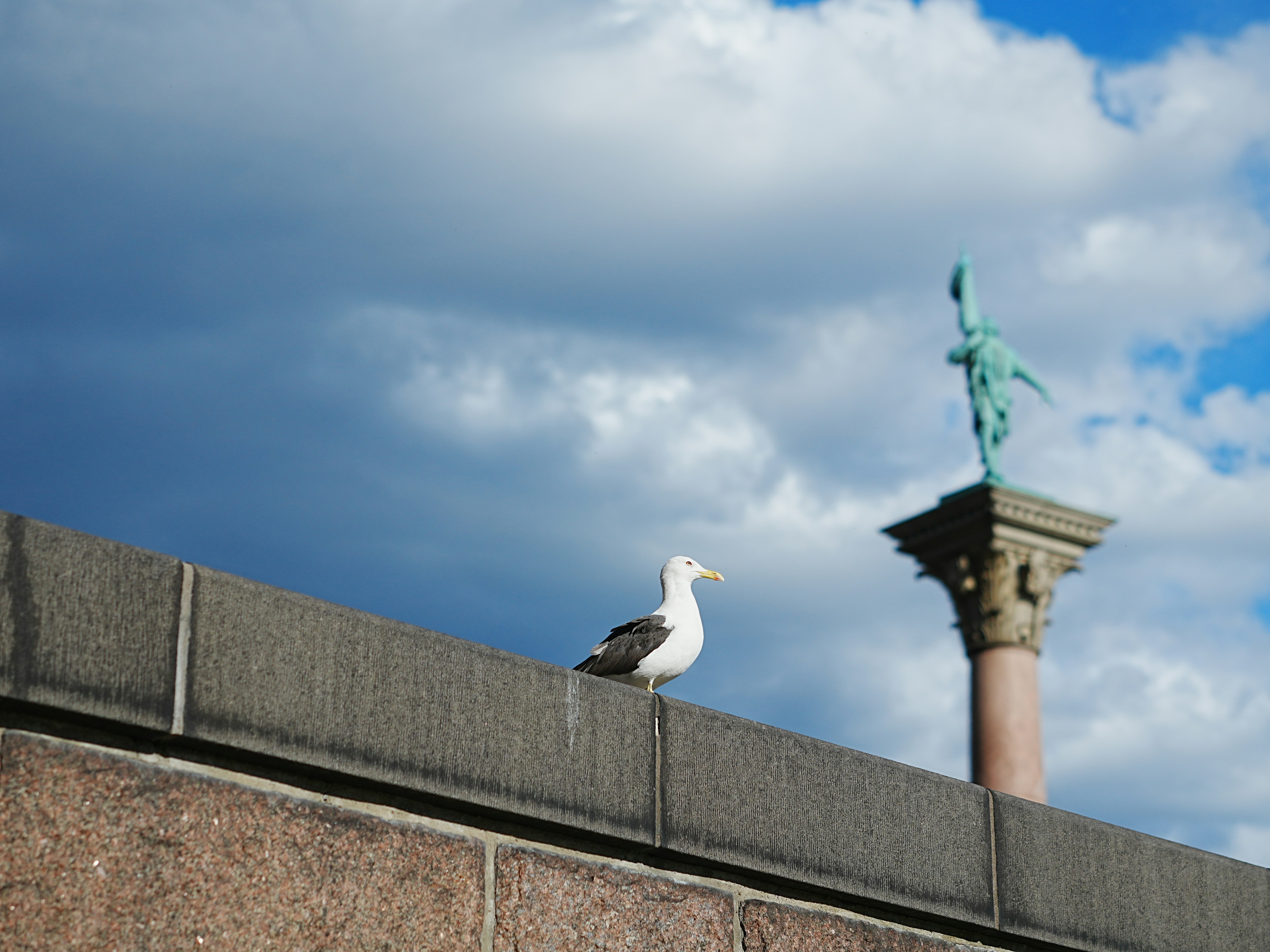 Seabird Watch atop a Historic Wall