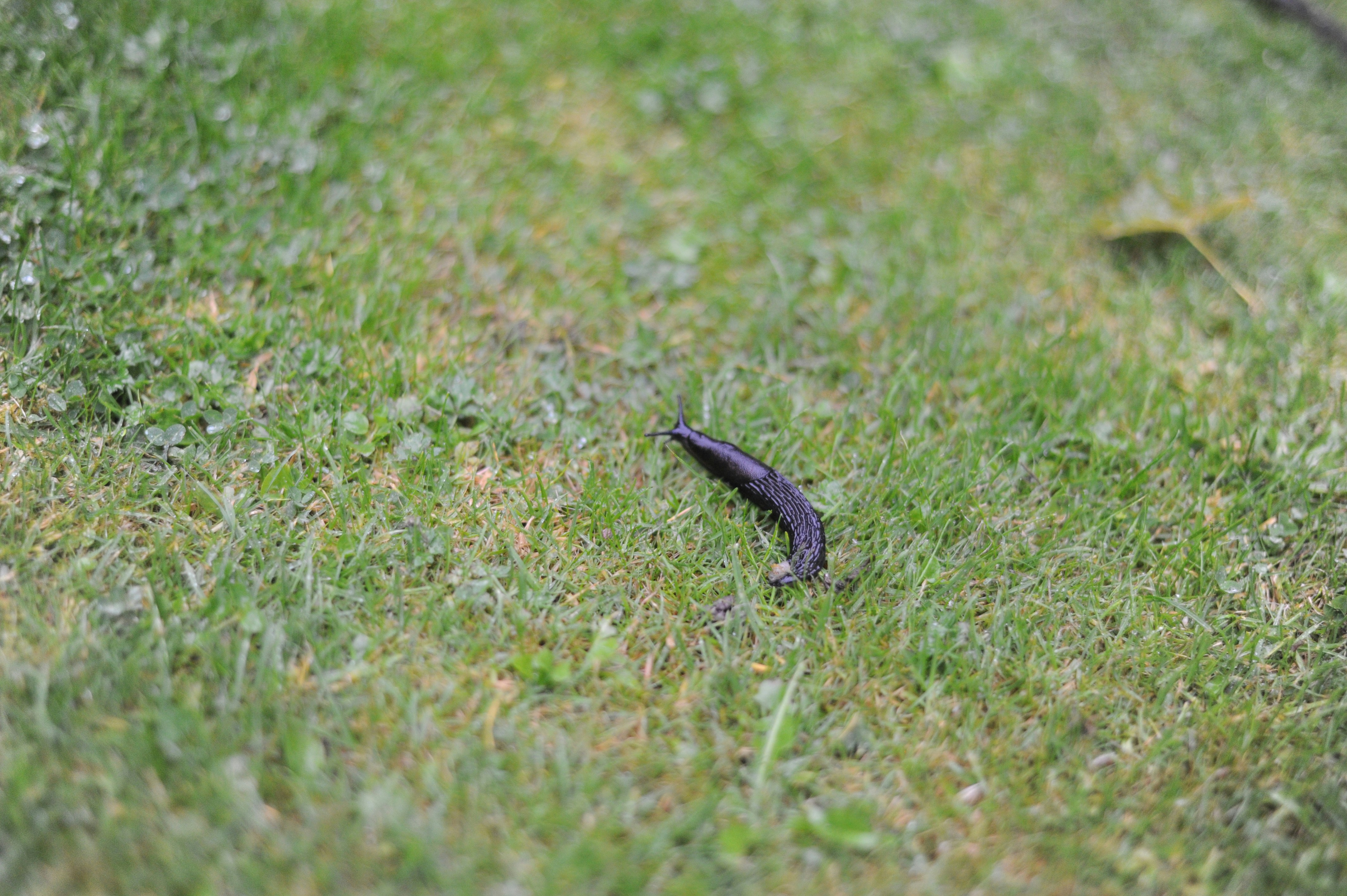 Midfield Sighting: A Low-Cam Focus on a Ground-Ced Canary Winged Lizard Move