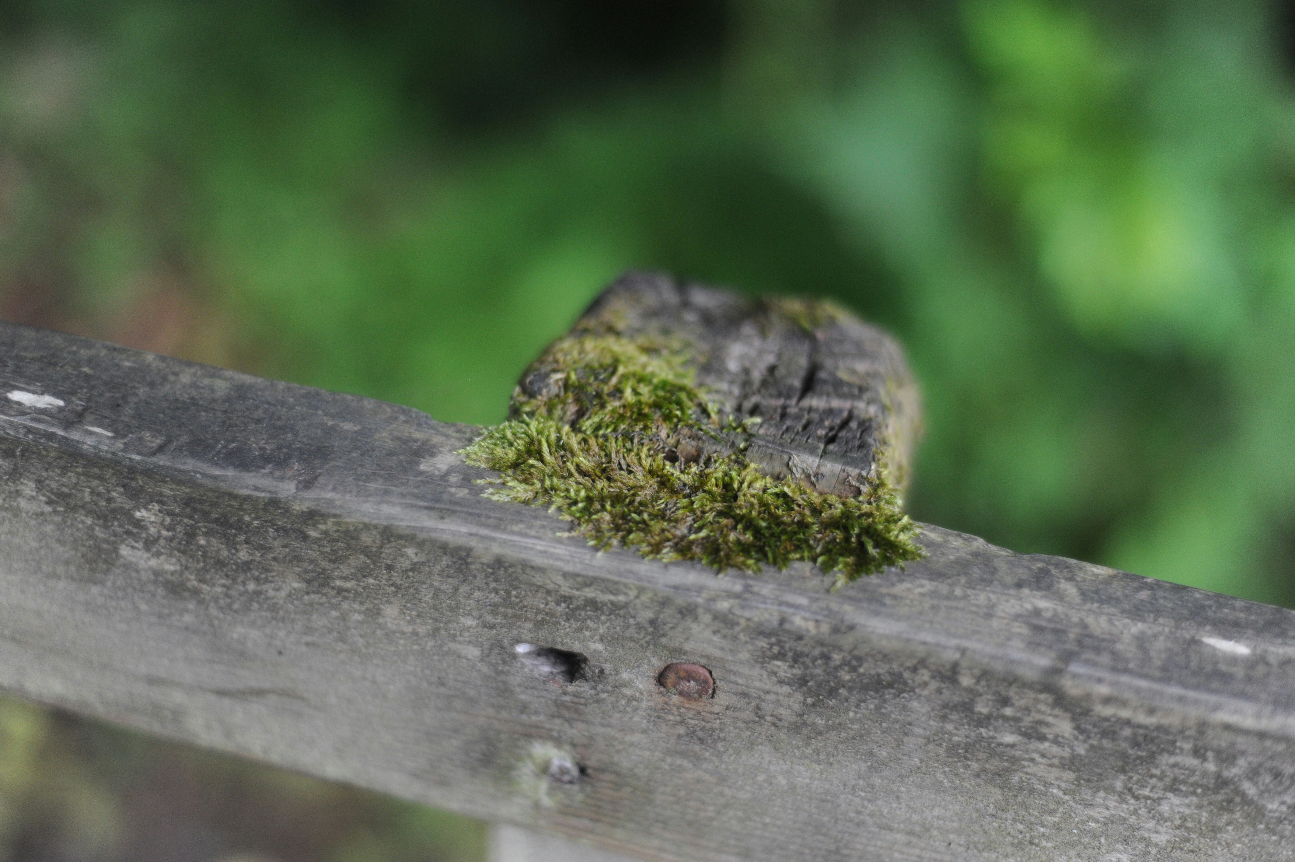Moss-Curled Kernel on Weathered Rail