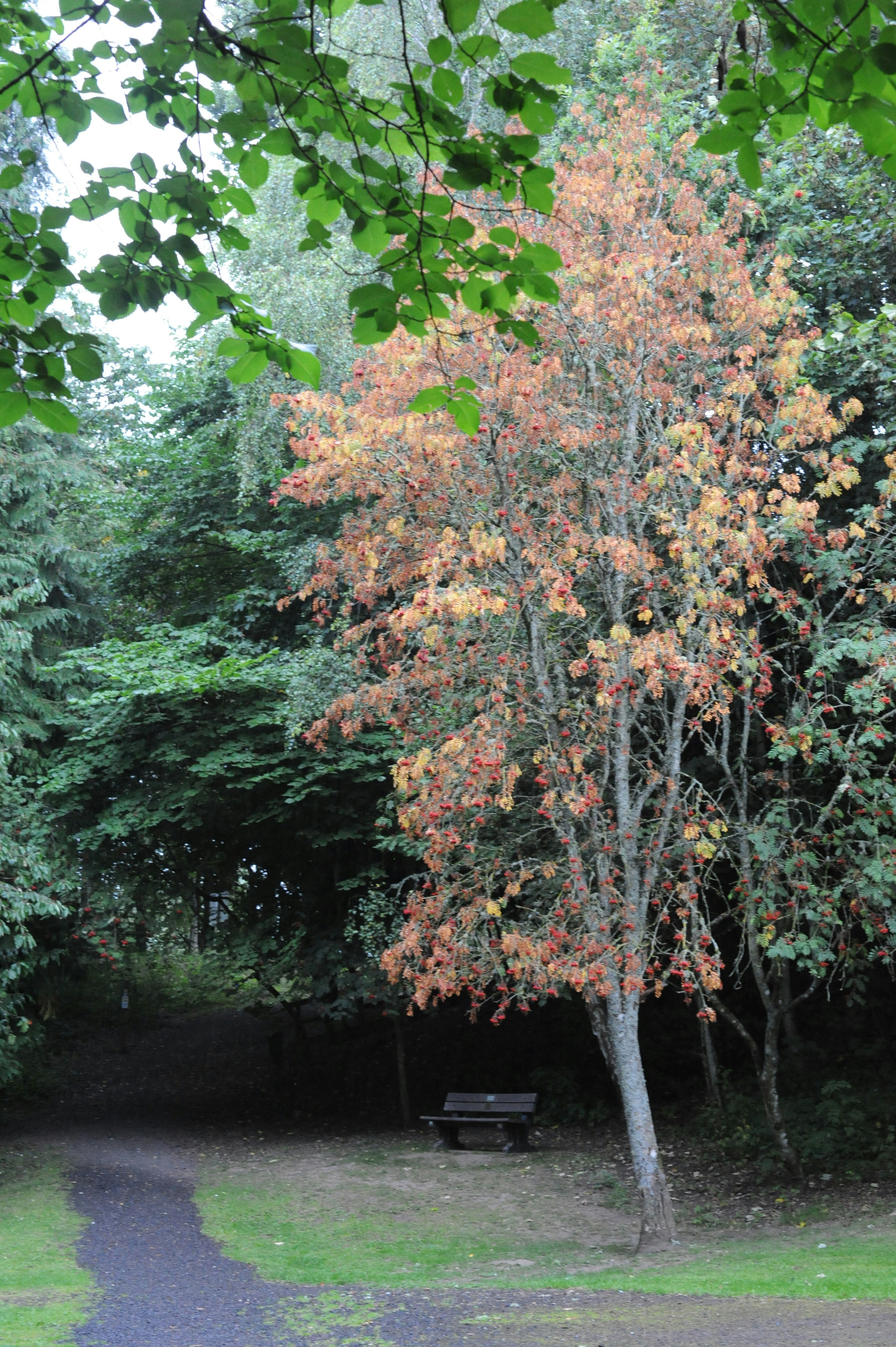 A park scene with a path leading to a bench, framed by a tree with orange autumn leaves and surrounding green foliage; the composition emphasizes the solitary bench in dappled light.