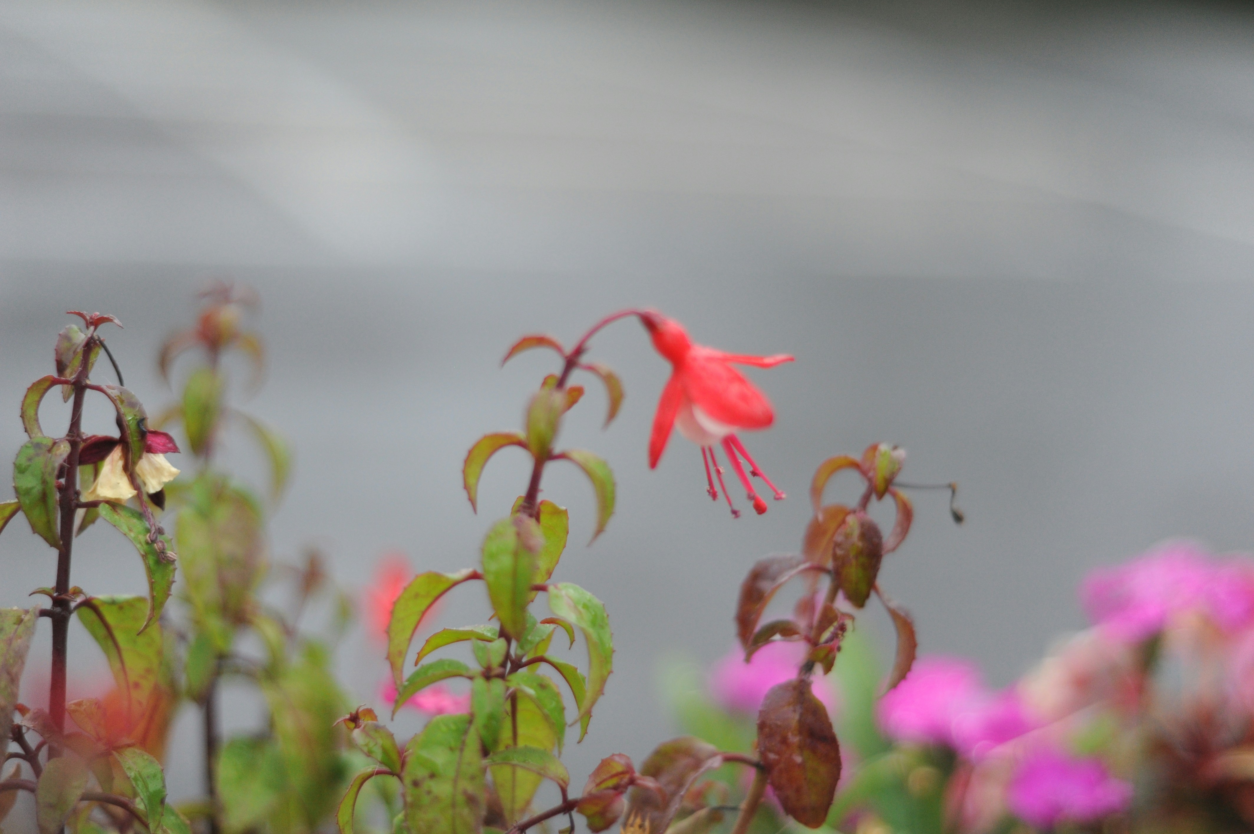 Red Hummingbird in Soft Focus Garden Touches the Bloom