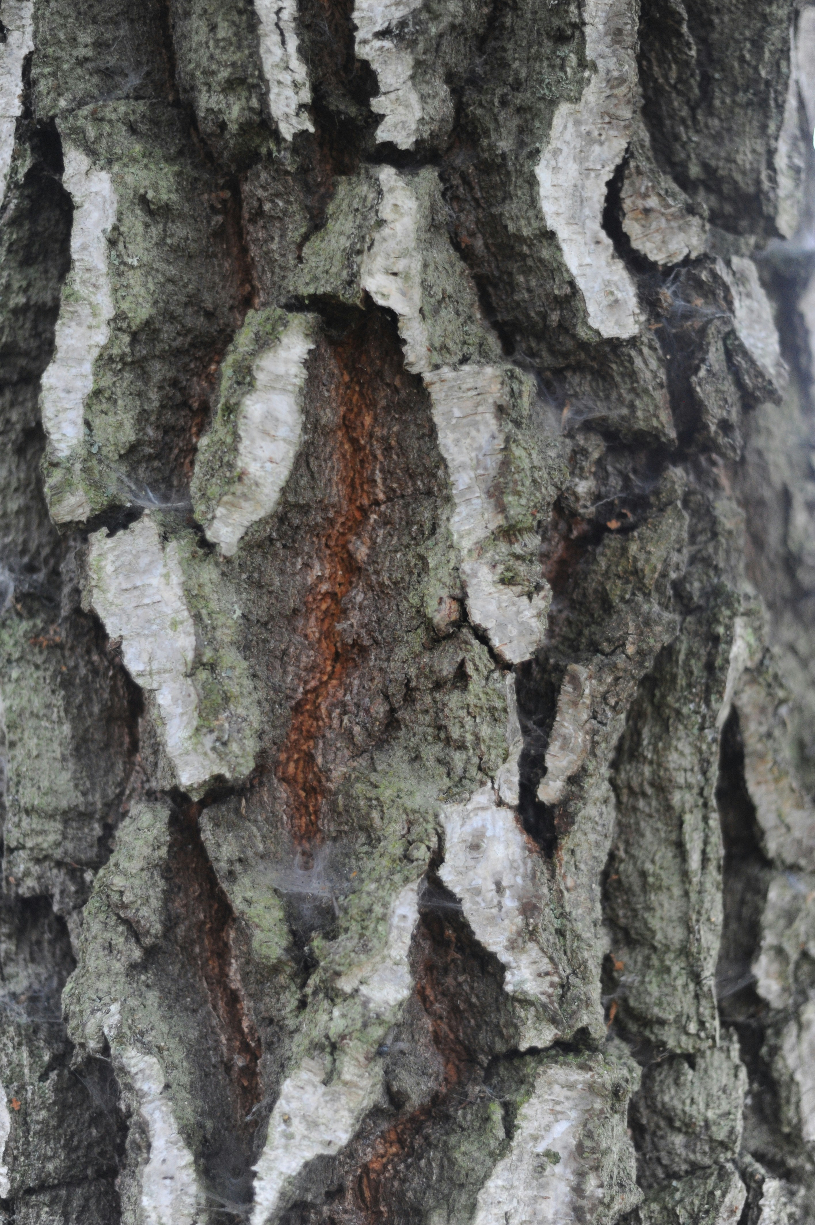 Rugged Bark: Texture in Bark Revealed