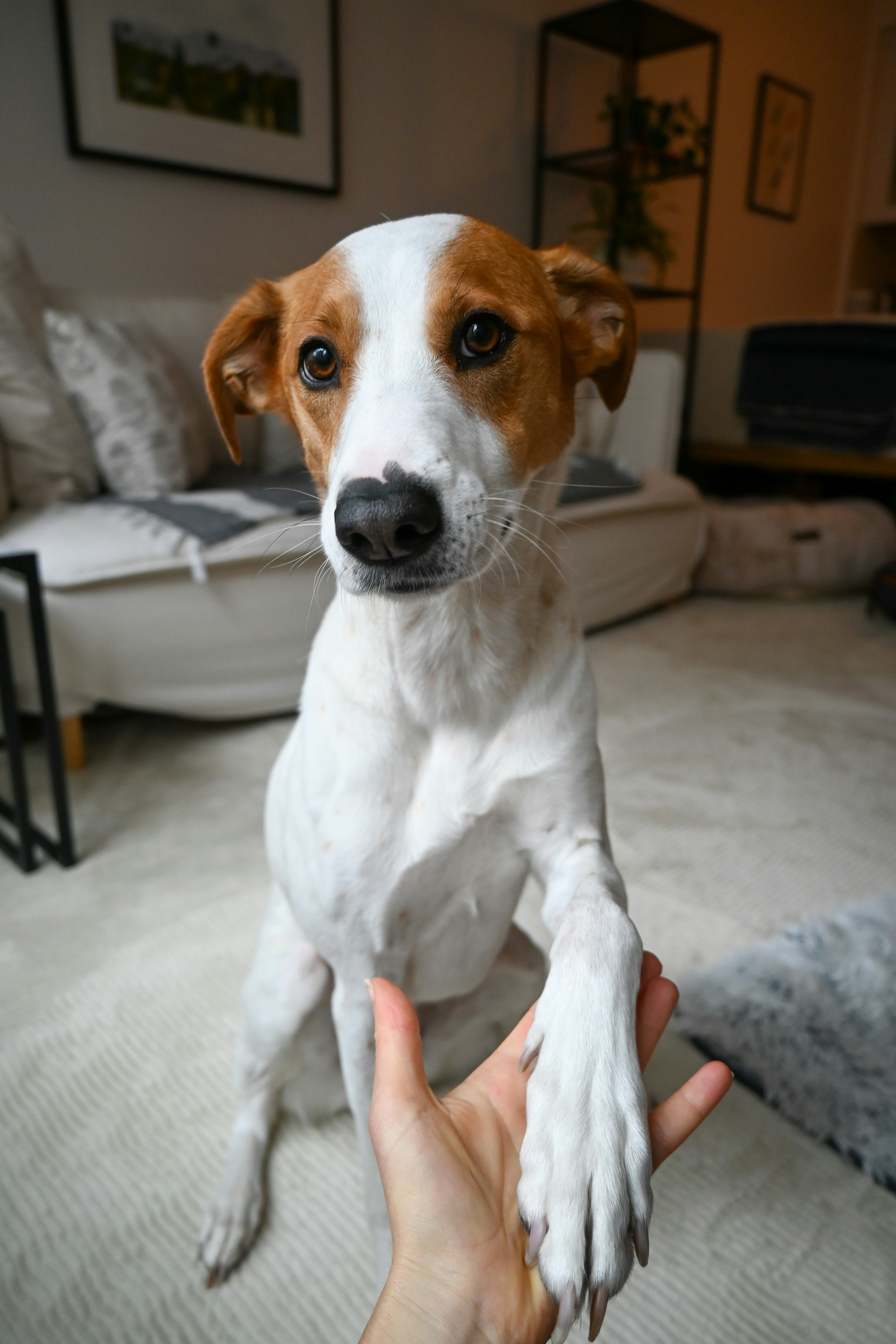 Lifted Paws, Bright Eyes: A Friendly Portrait in a Cozy Living Room