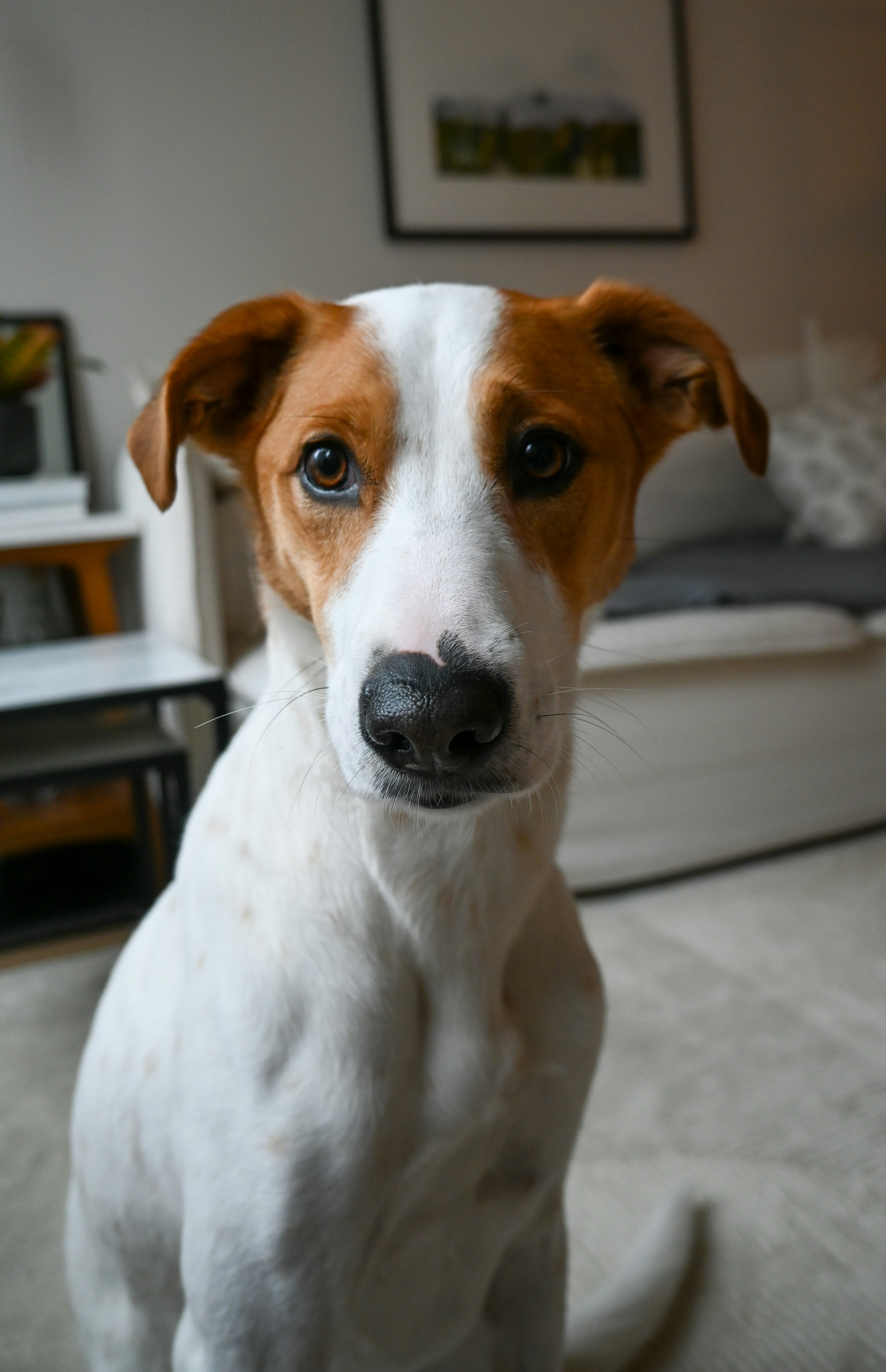 Close-up of a brown-and-white dog indoors, ears perked and eyes focused; the scene highlights the dog's expressive face with a softly blurred living room background.