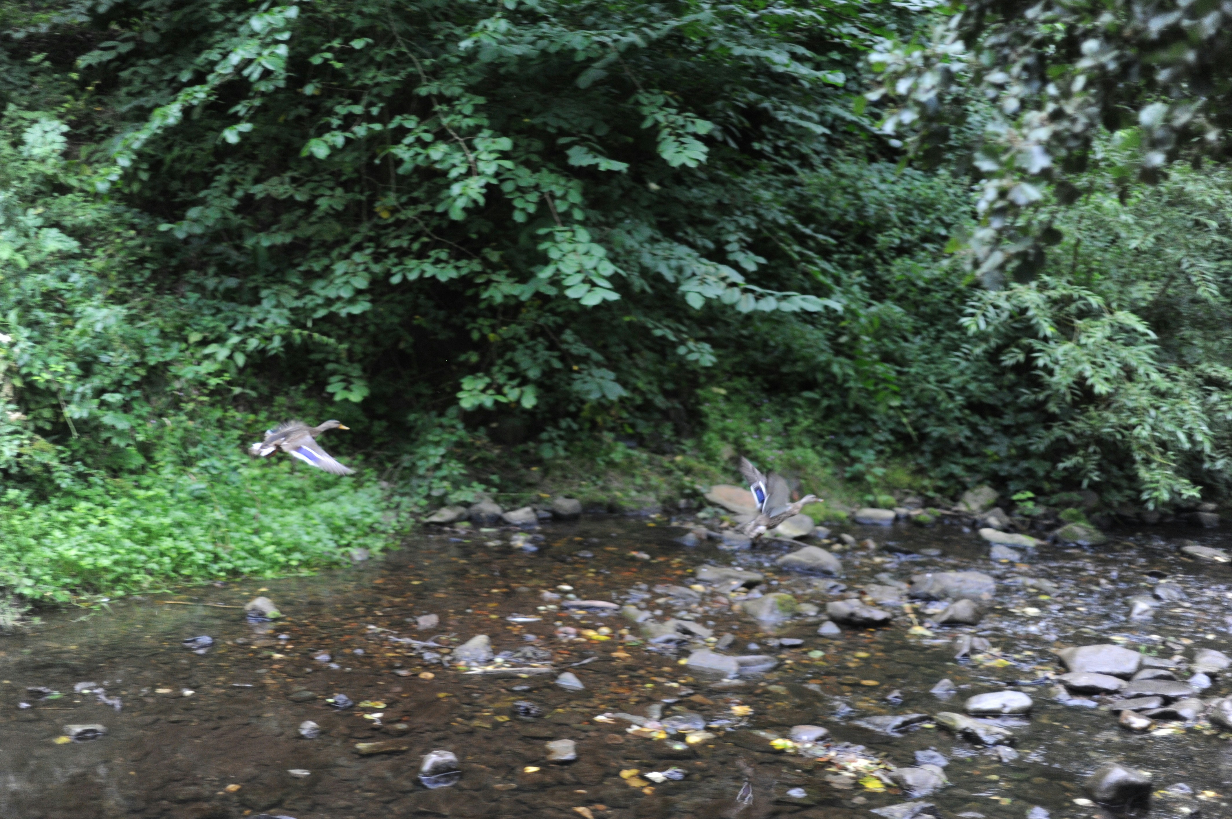 Riverbank Flight: A Heron in Quiet Pursuit