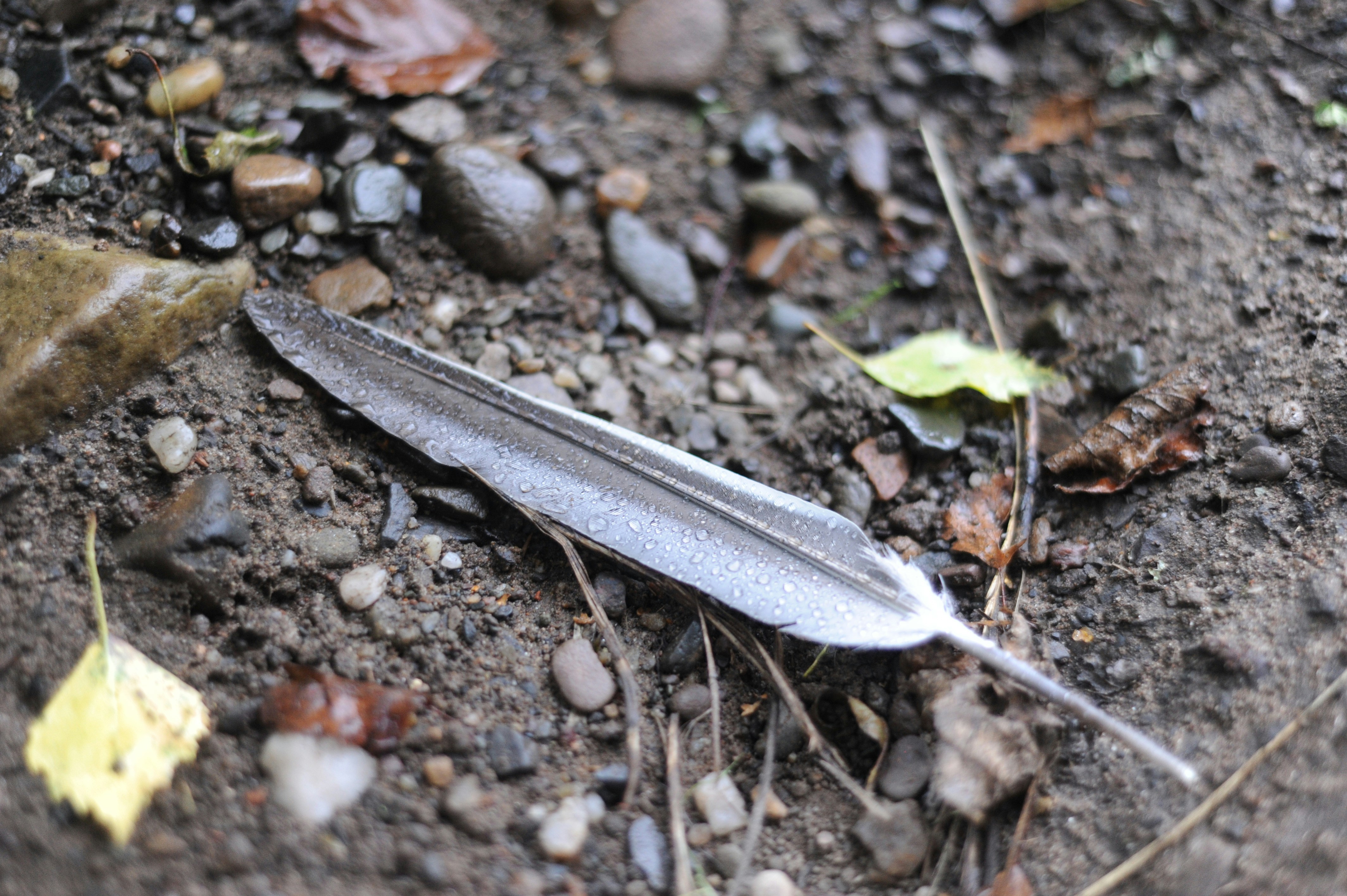Single Feather Beneath Pebbles: A Quiet Ground Study