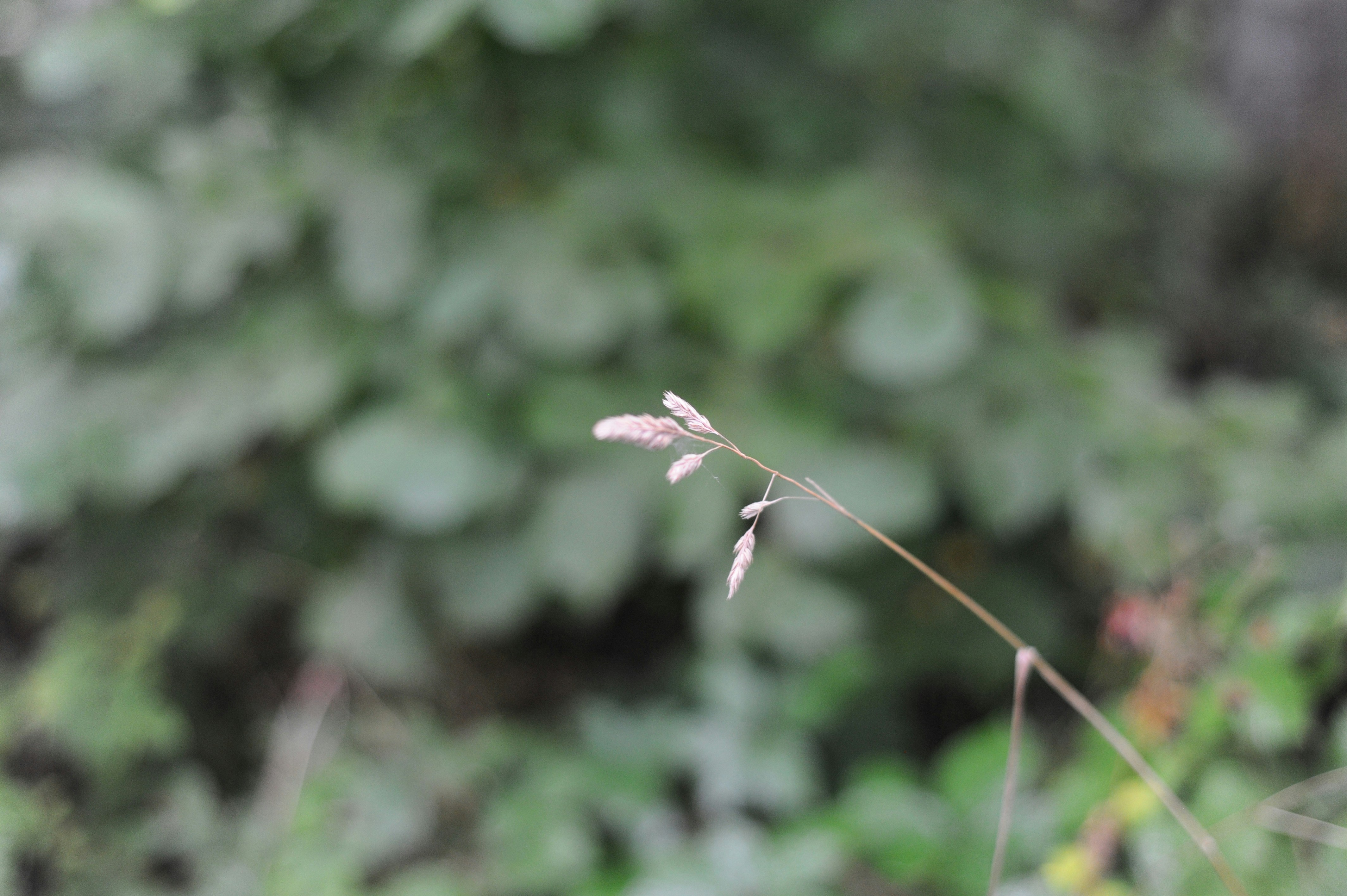 Delicate Seed Head Against a Verdant Blur
