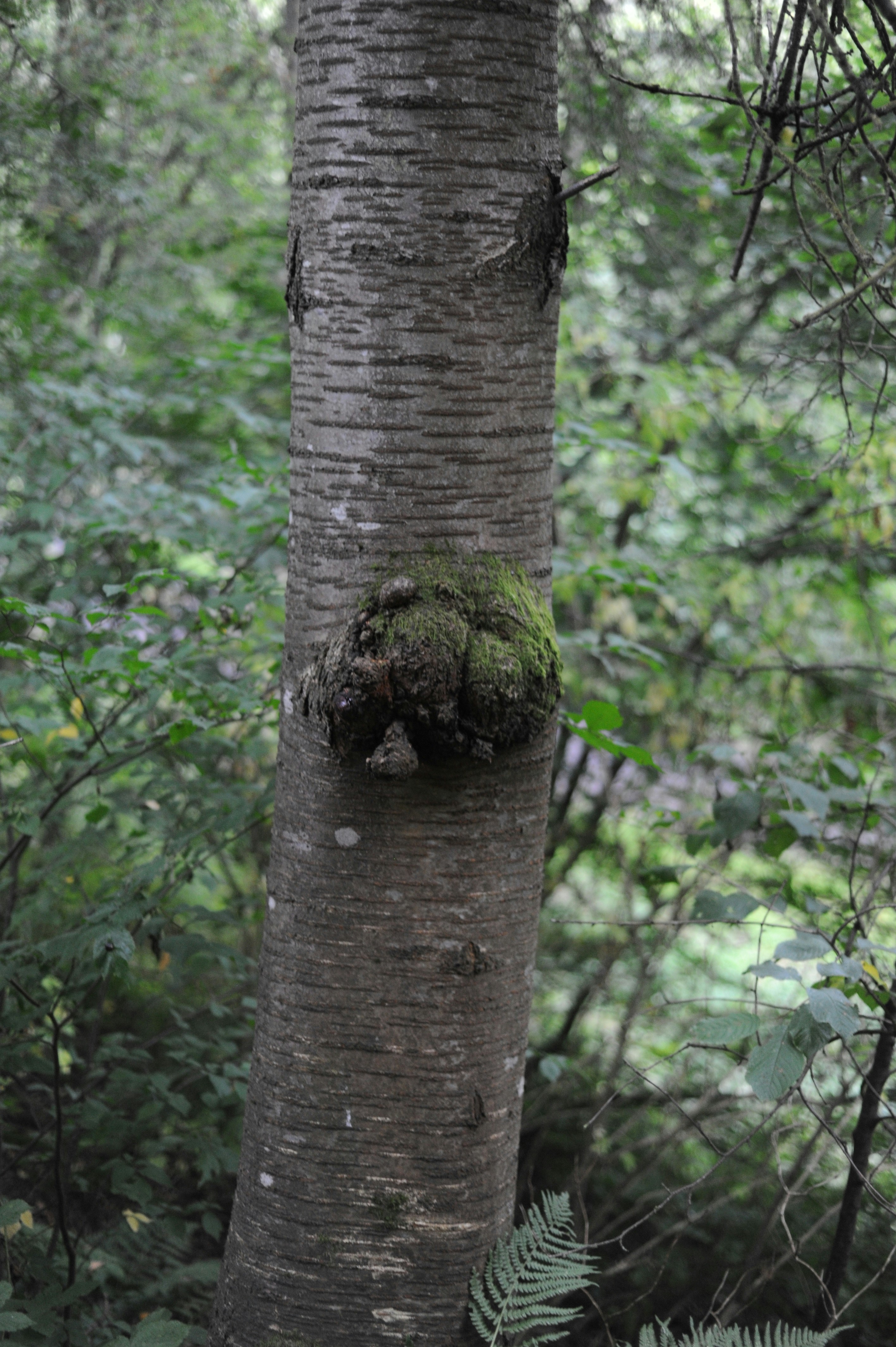 Moss-Capped Knob on a Birch in a Quiet Green Understory