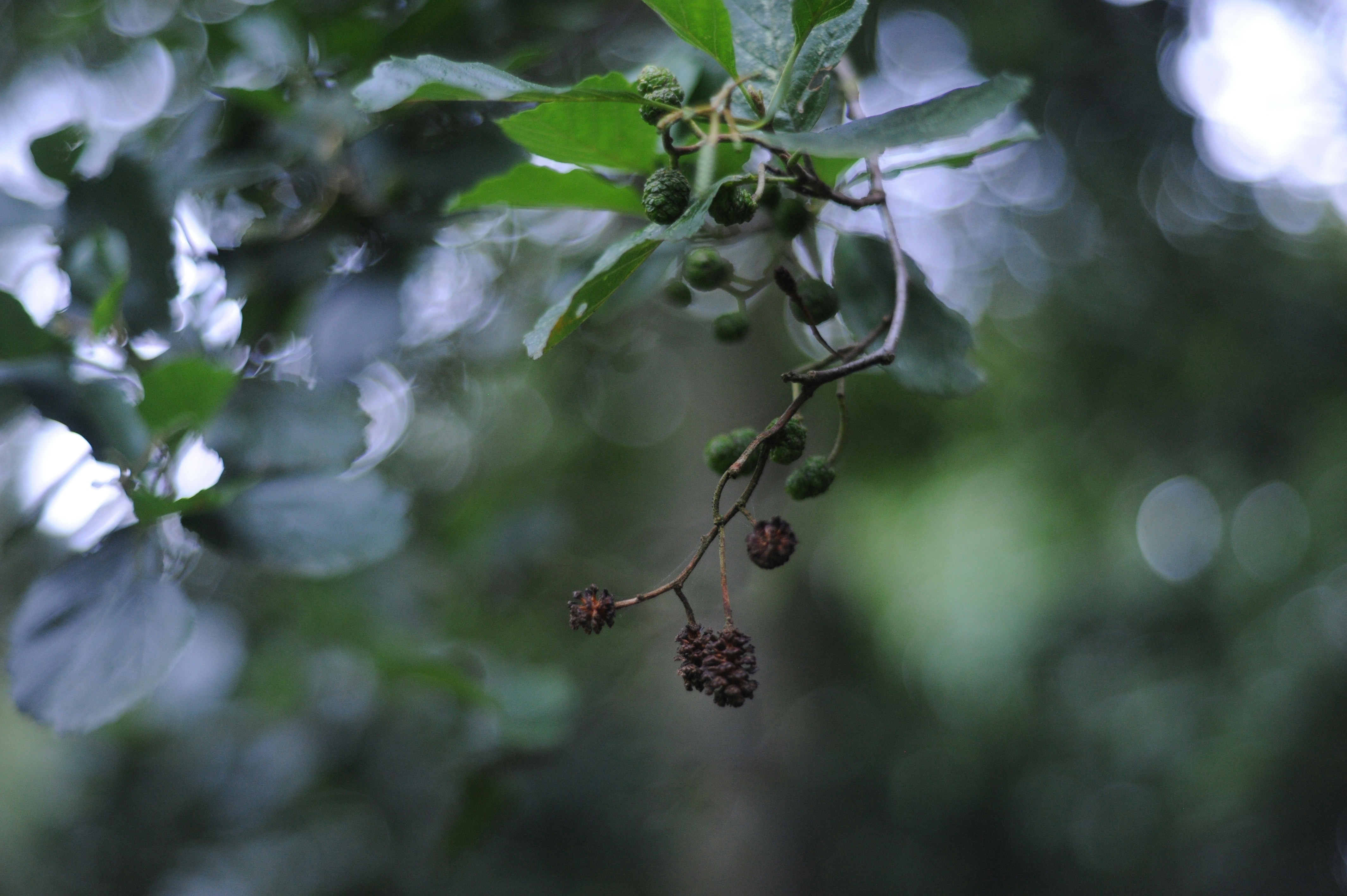 Dangling Adversaries: Berry Stems in a Quiet Green Canopy