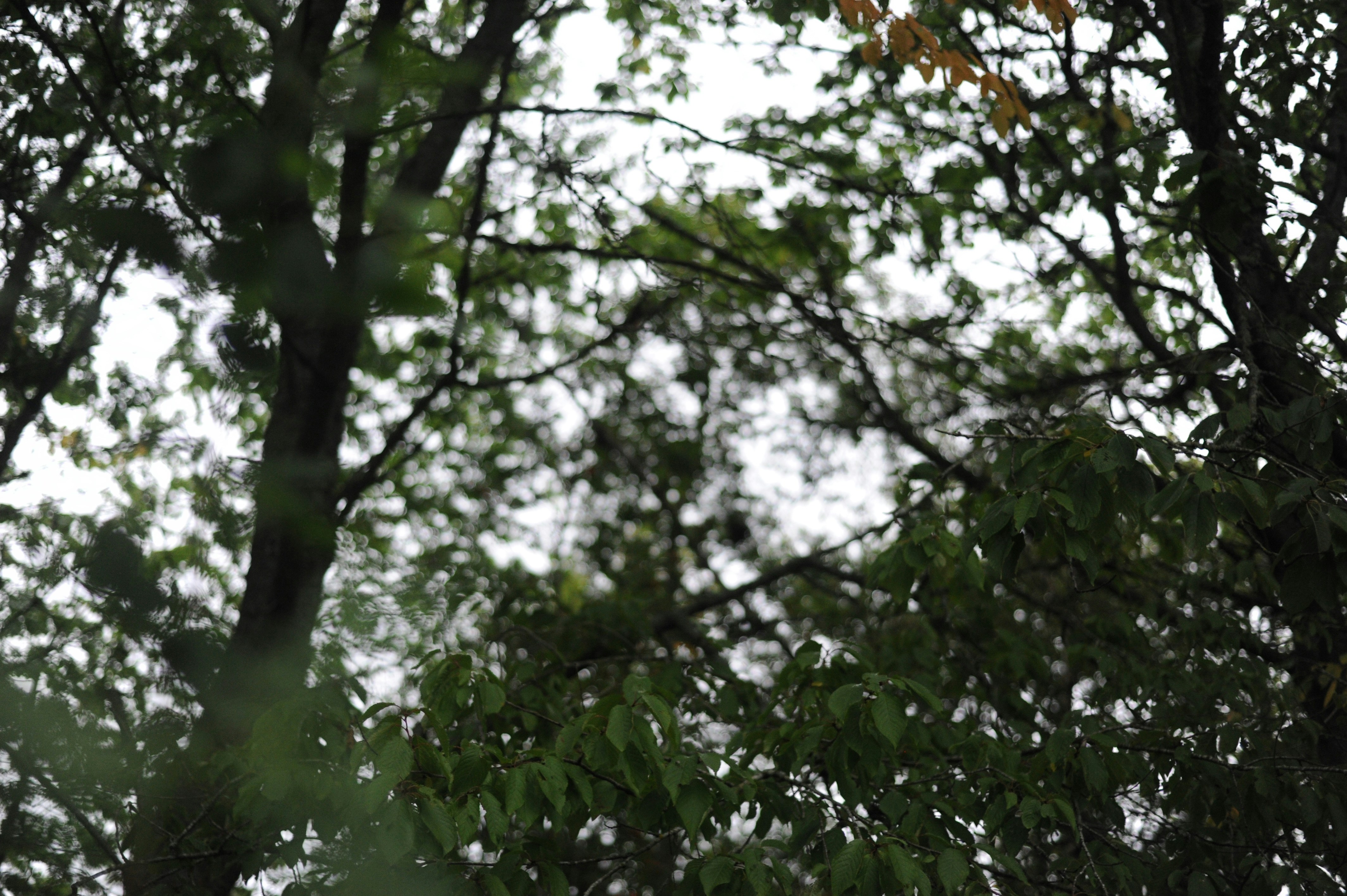 Emerald Canopy: A Quiet Window into Dappled Foliage