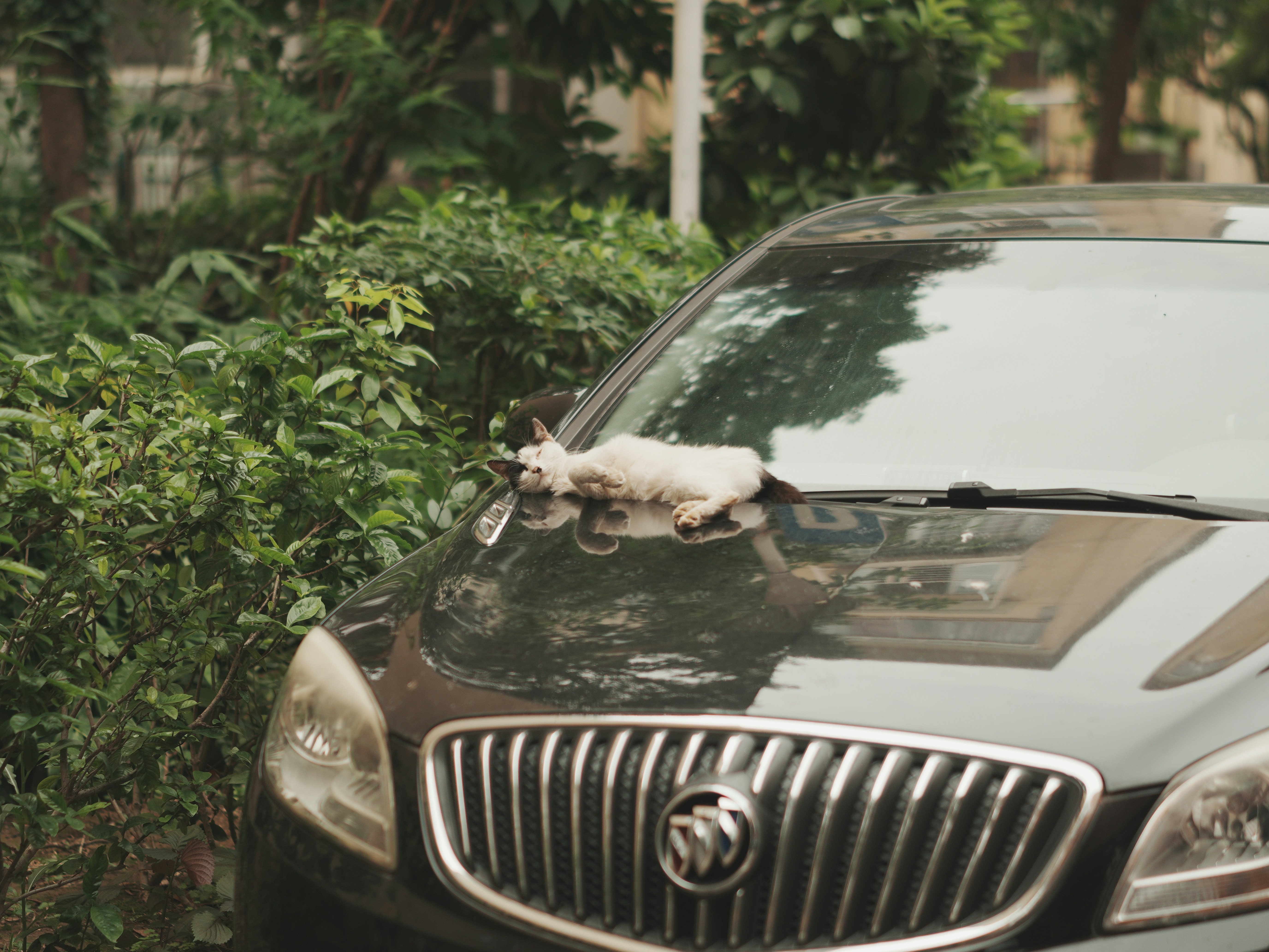 Lying on Chrome: A Tiny Cat Resting Across the Buick Grille