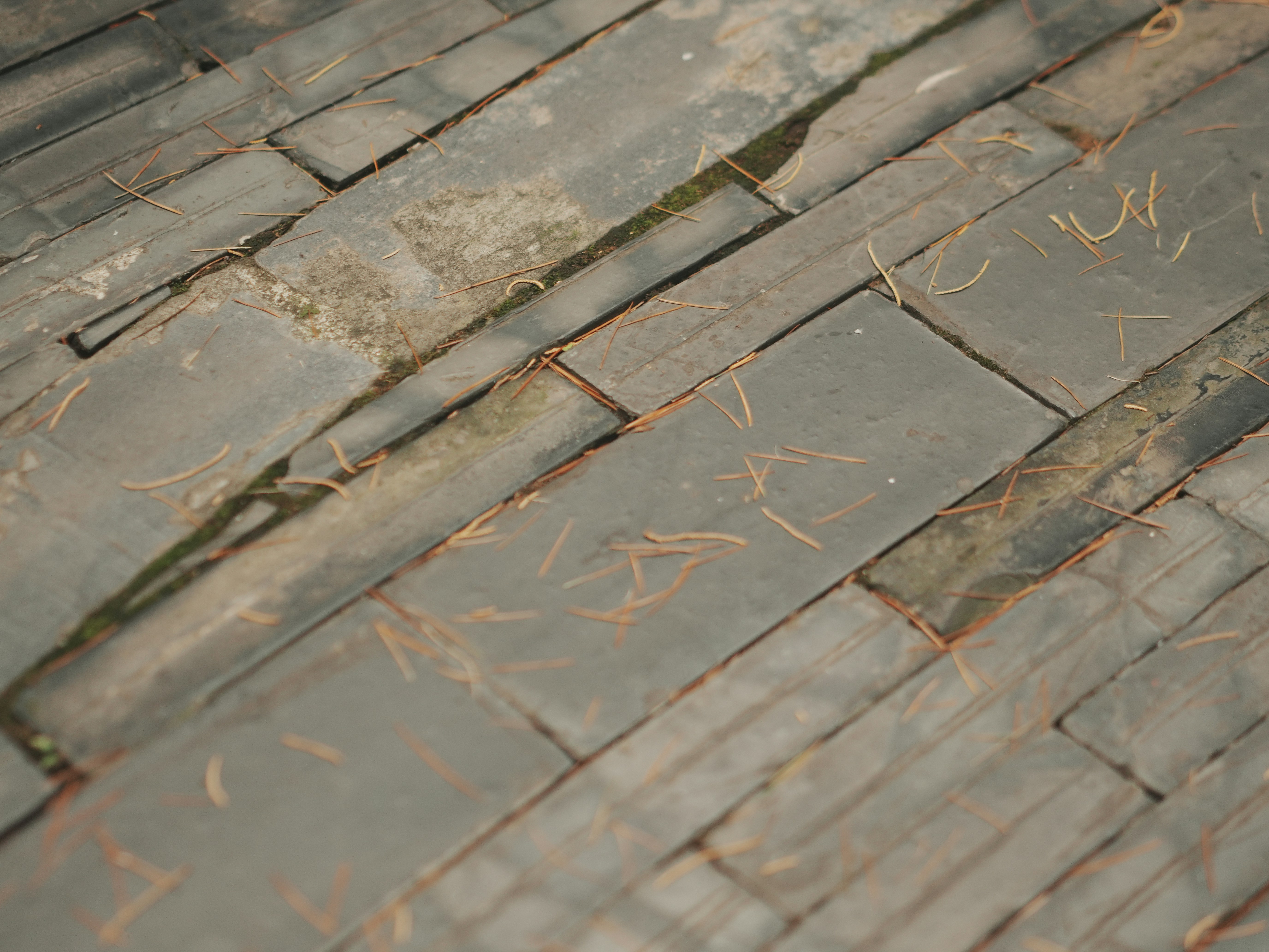Weathered Slate Path: Sunlit Slabs and Fallen Pine Needles
