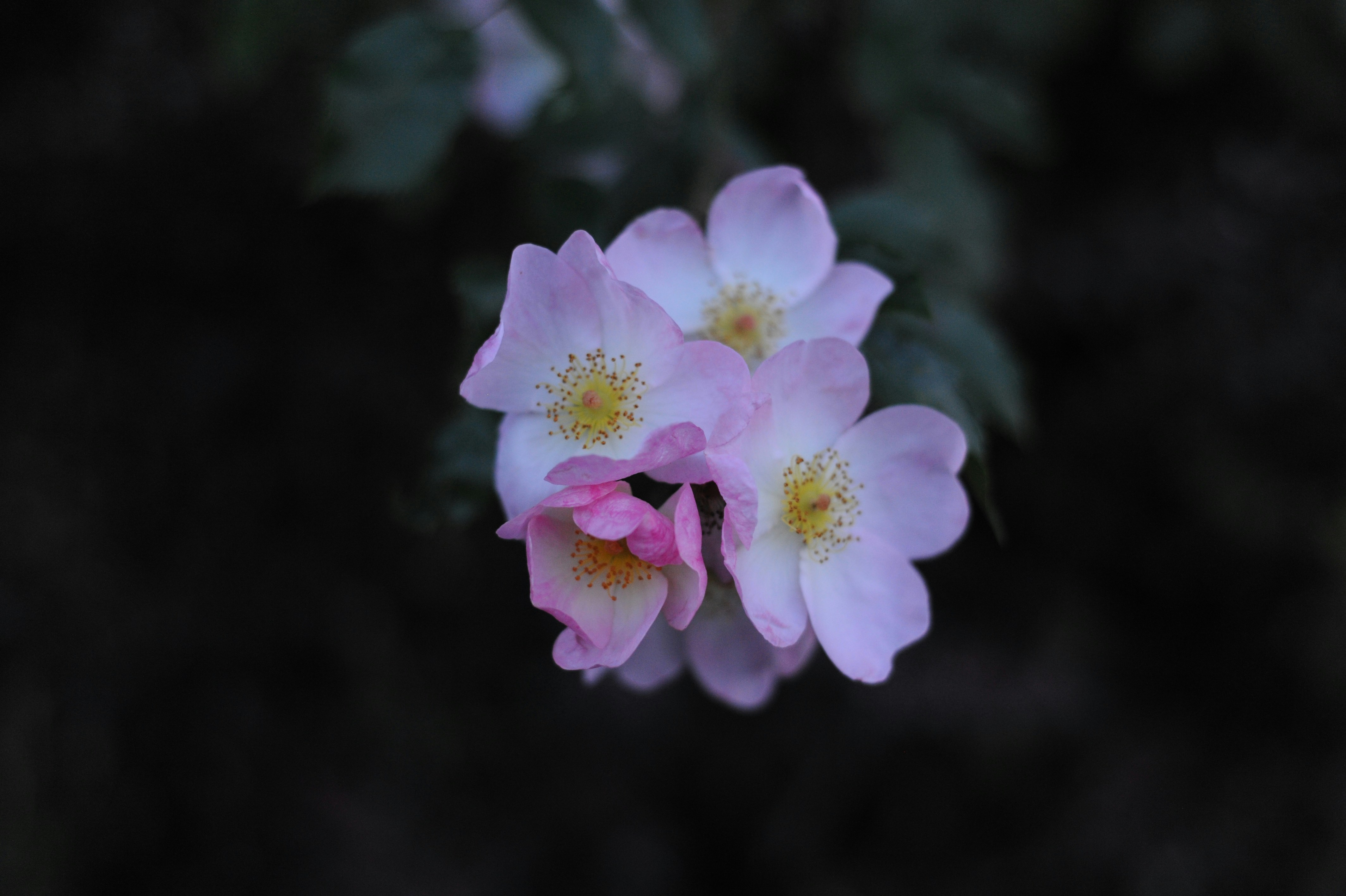Soft Pink Rose Cluster in Gentle Spotlight