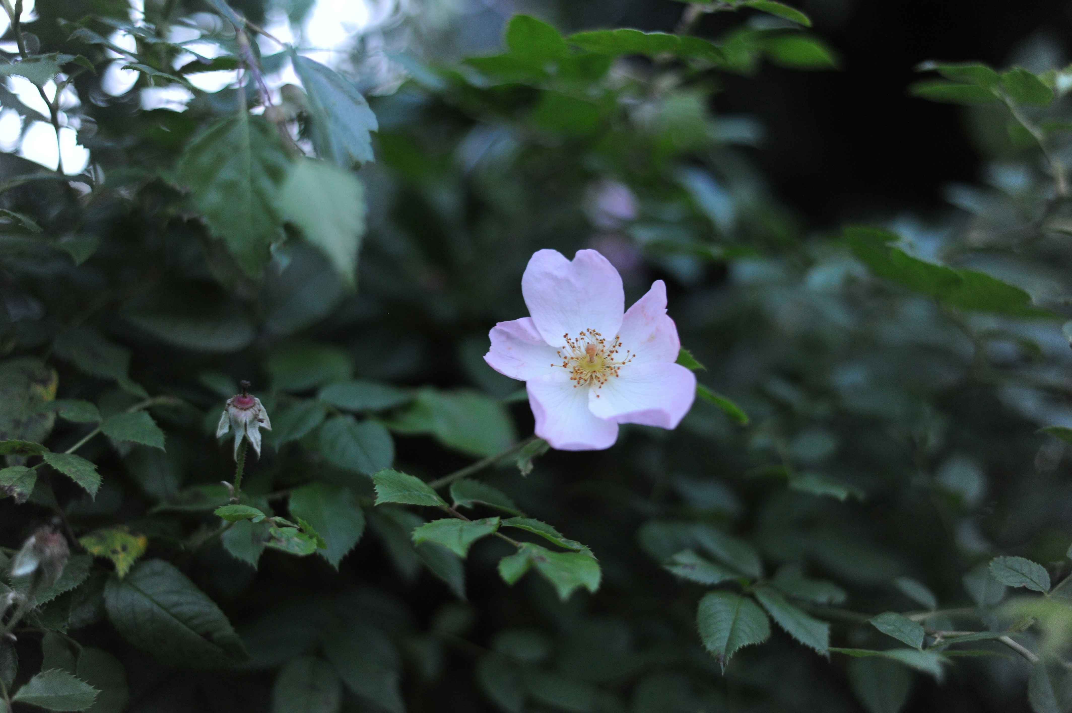 A single pale pink rose stands against dense green foliage, softly lit and slightly off-center to emphasize its petals and stamen.