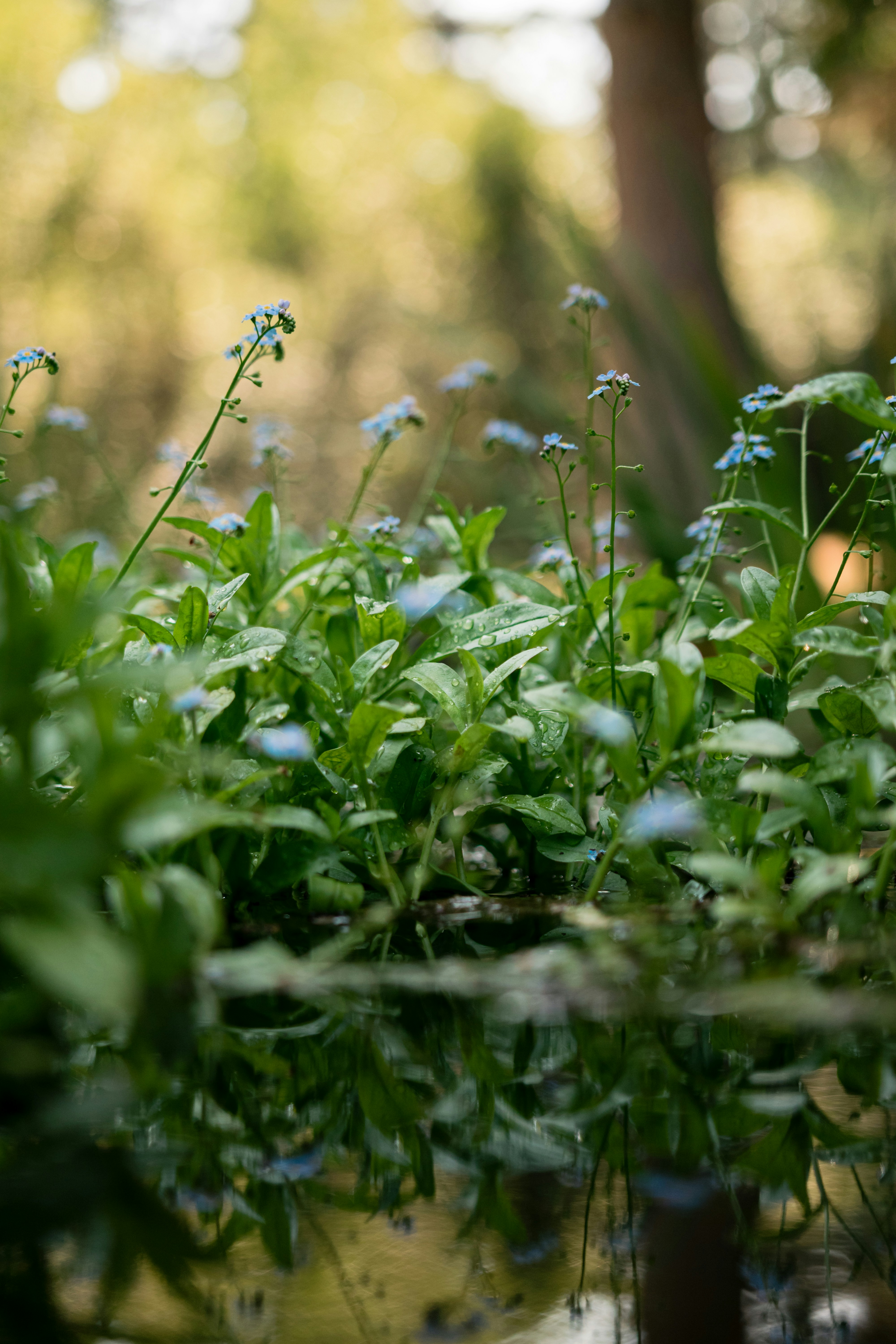 Shallow-depth foreground plants frame a tranquil pond, with blue blossoms rising amid lush green leaves; soft background bokeh hints at a sunlit woodland.