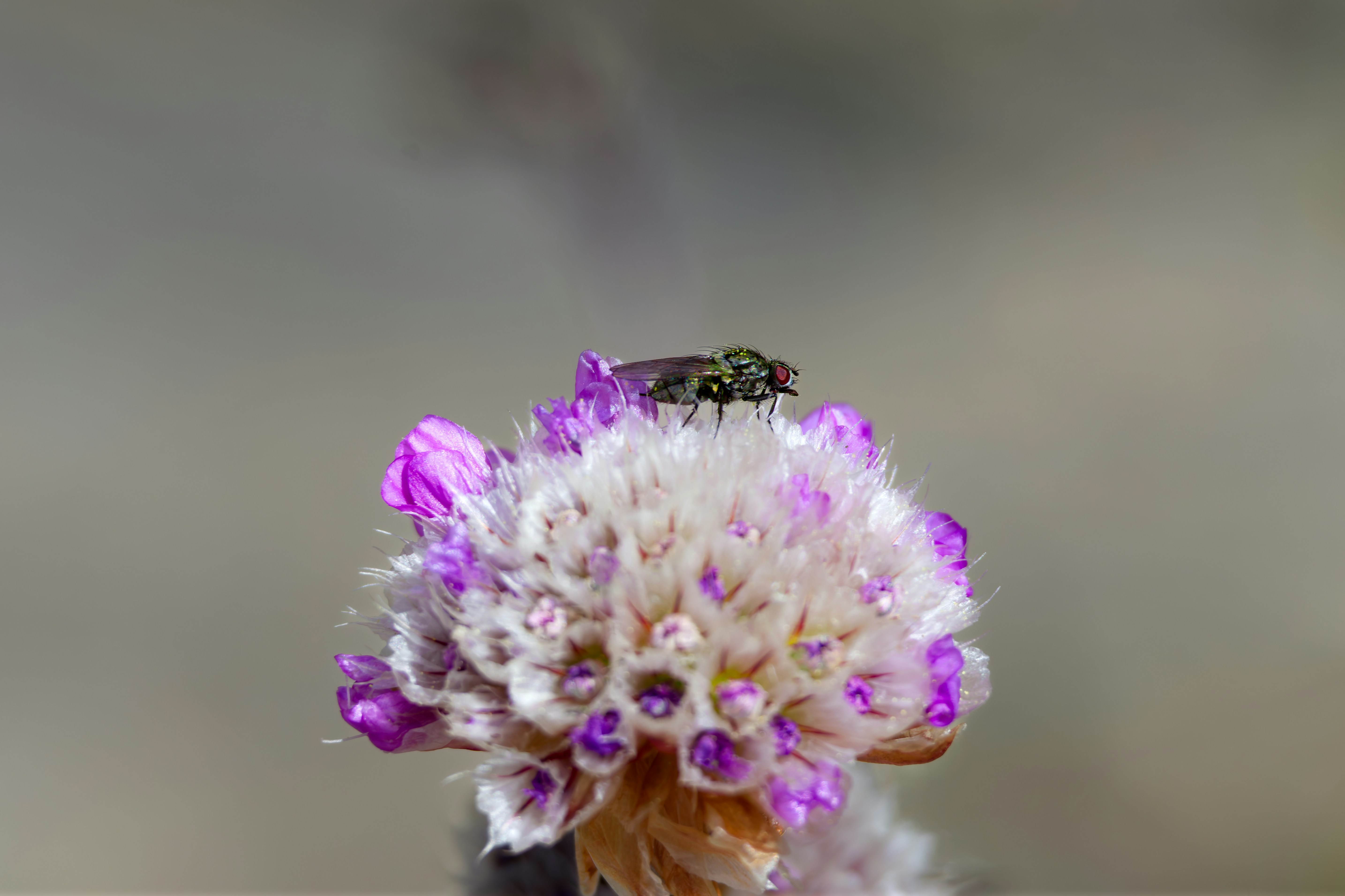 A small insect rests atop a pale purple-tet color flower head, with a softly blurred background highlighting the subject.