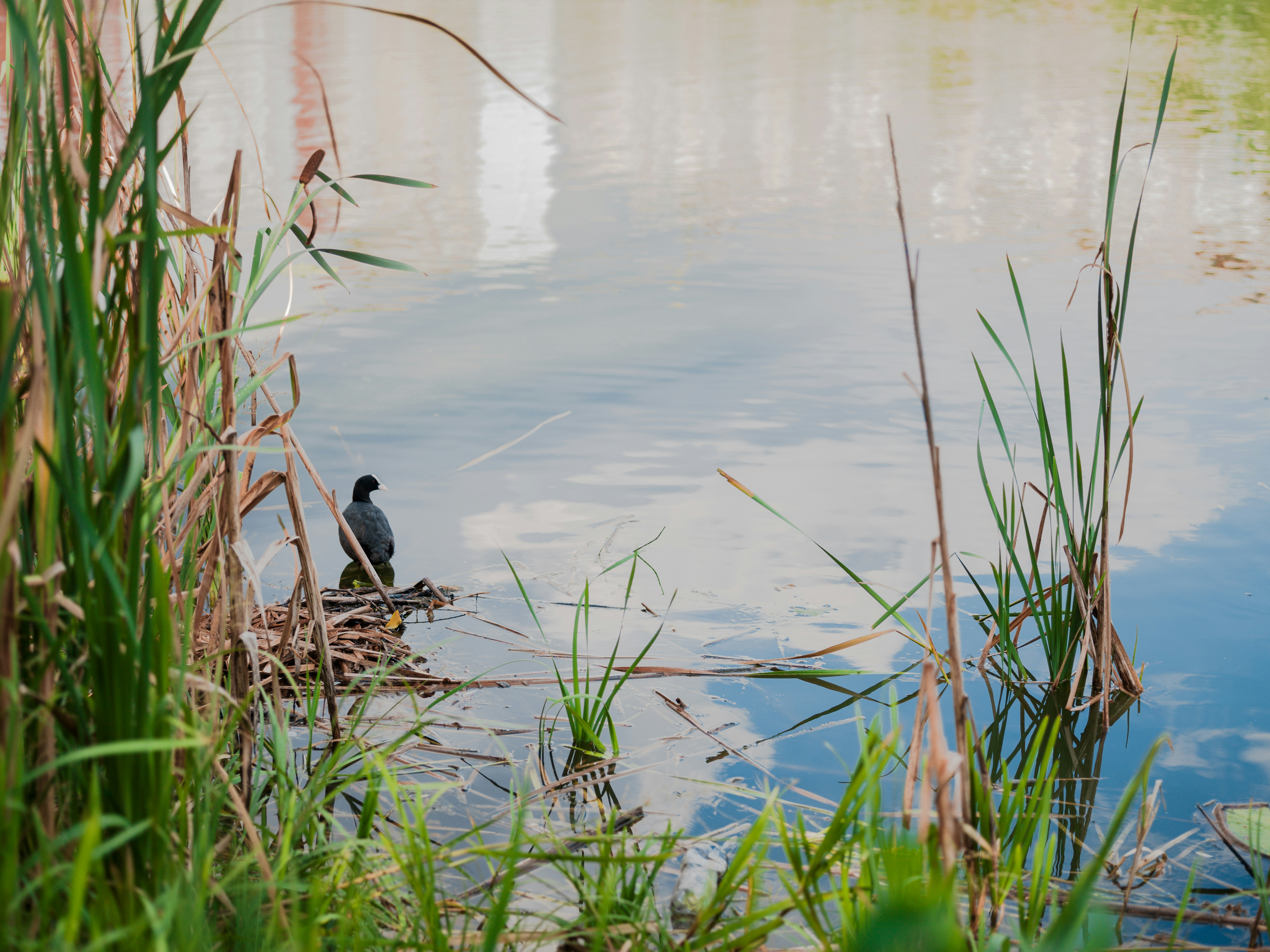 Duck on a Quiet Nest: Reeds and Ripples by the Water