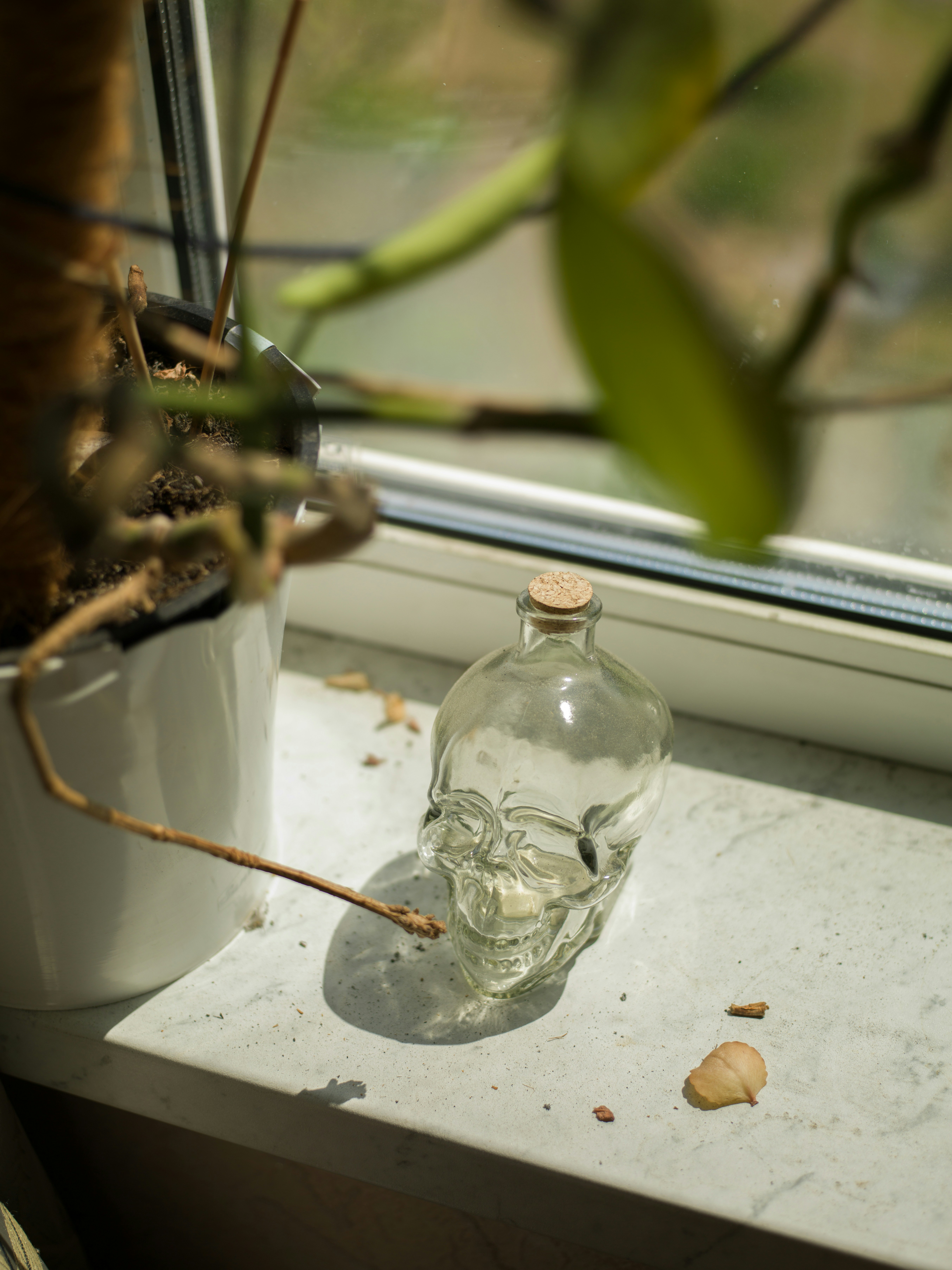 A glass skull bottle sits on a sunlit windowsill beside a potted plant, with soft focus and natural light highlighting the glass texture.