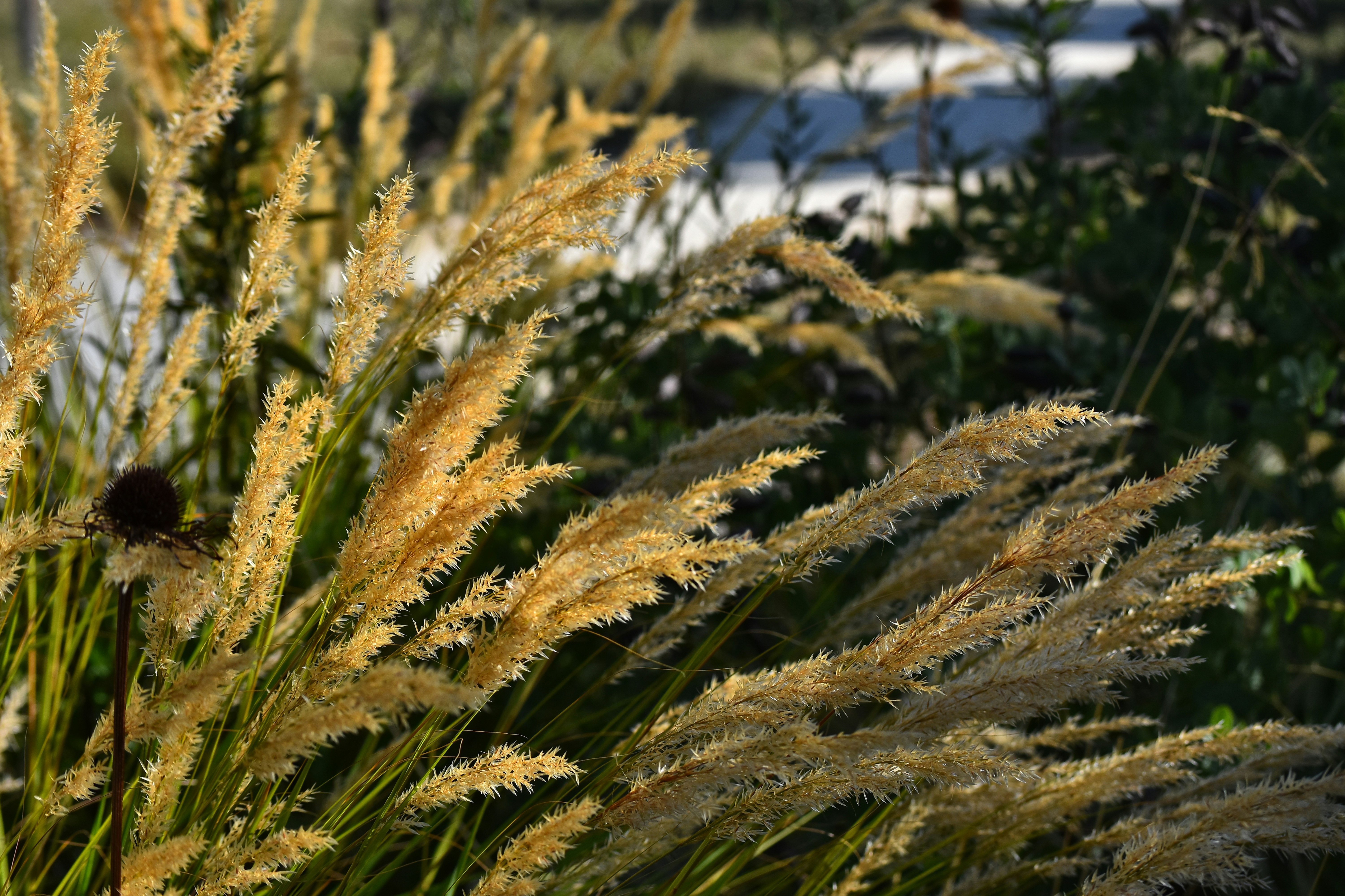 Golden Plumes in Backlit Grass