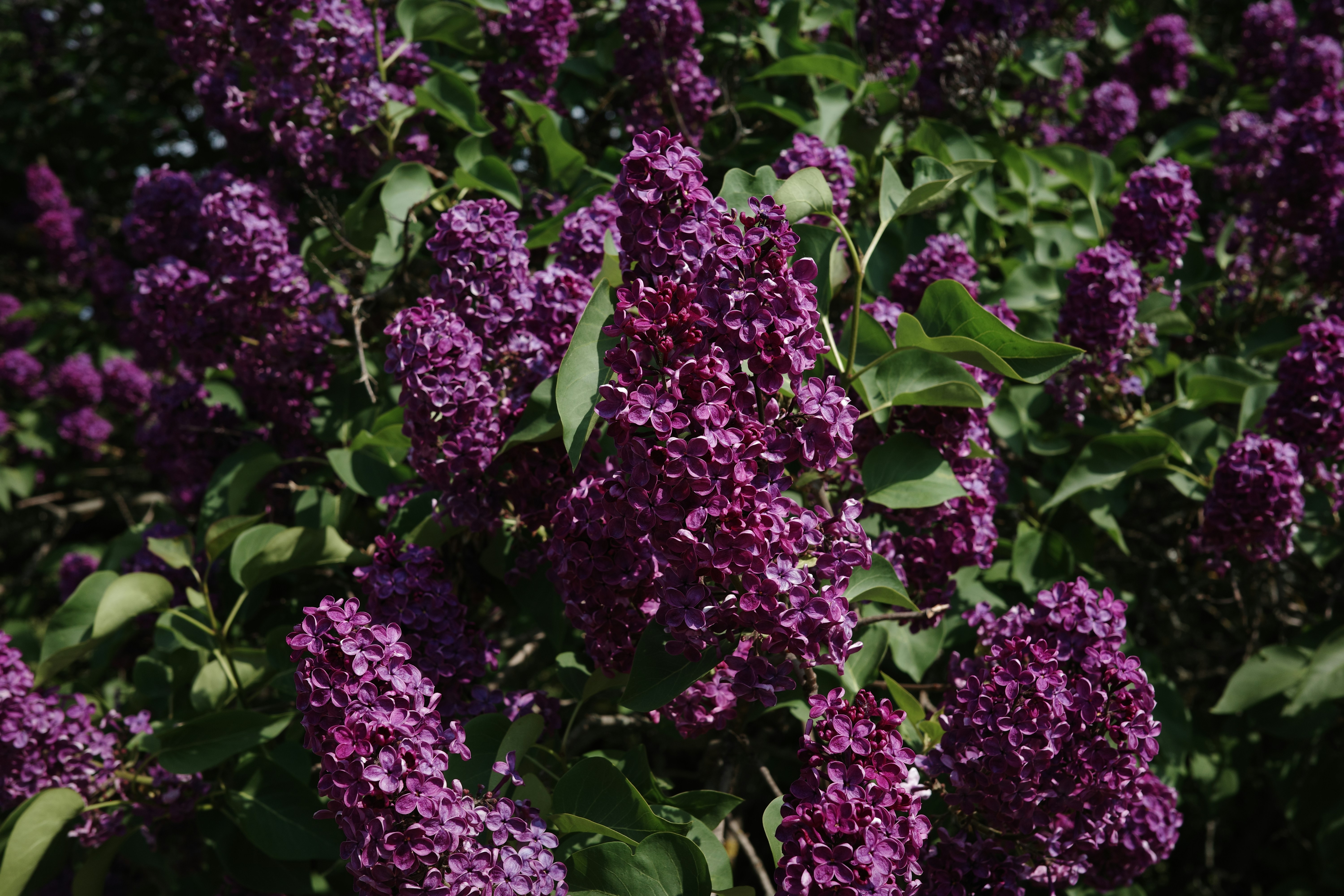 Purple Cascade: Close-Up Clusters of Lilac Blossoms