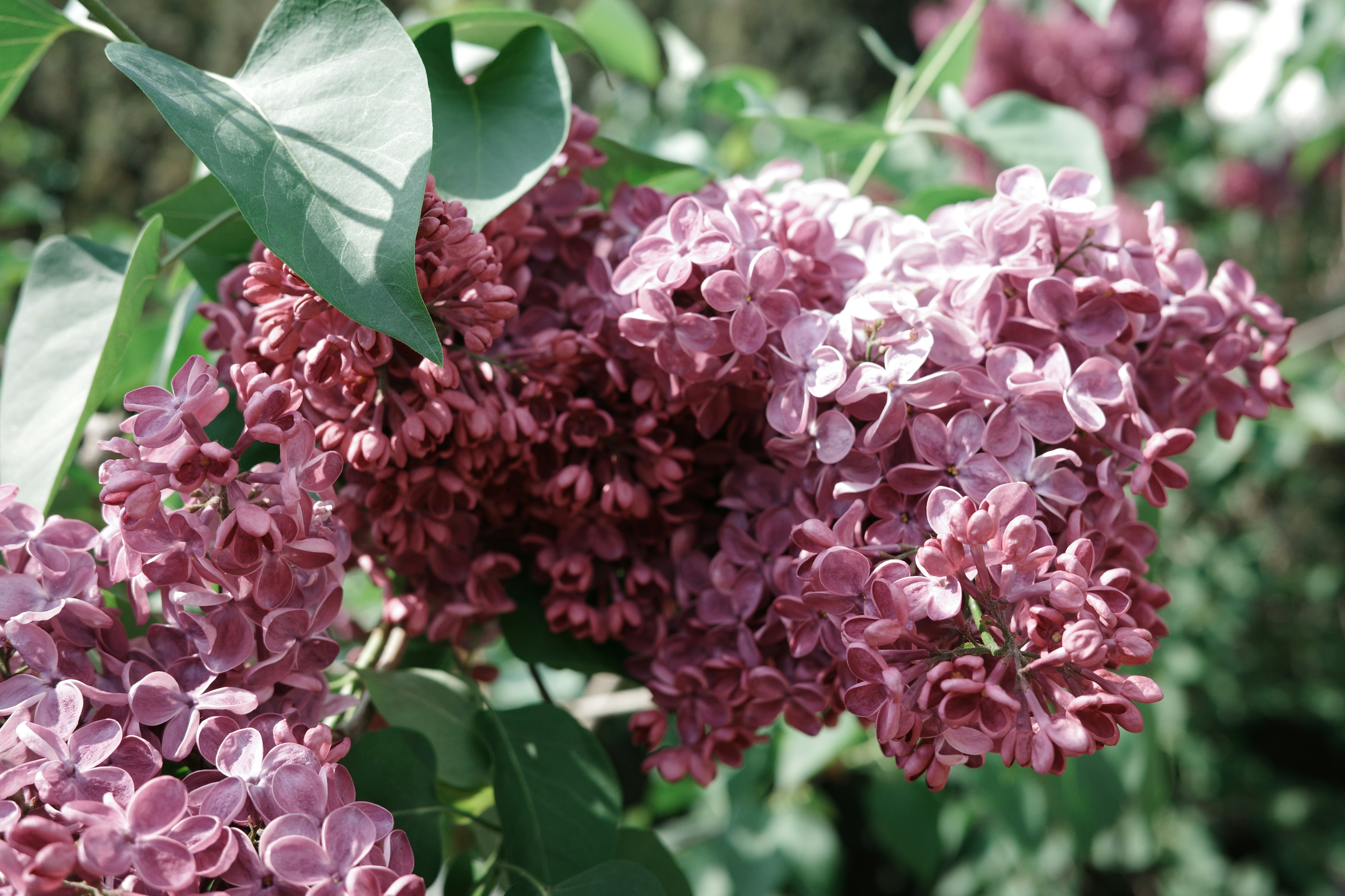 Lavender-pink Lilac Bloom: A Dense Cascade of Fragrant Clusters
